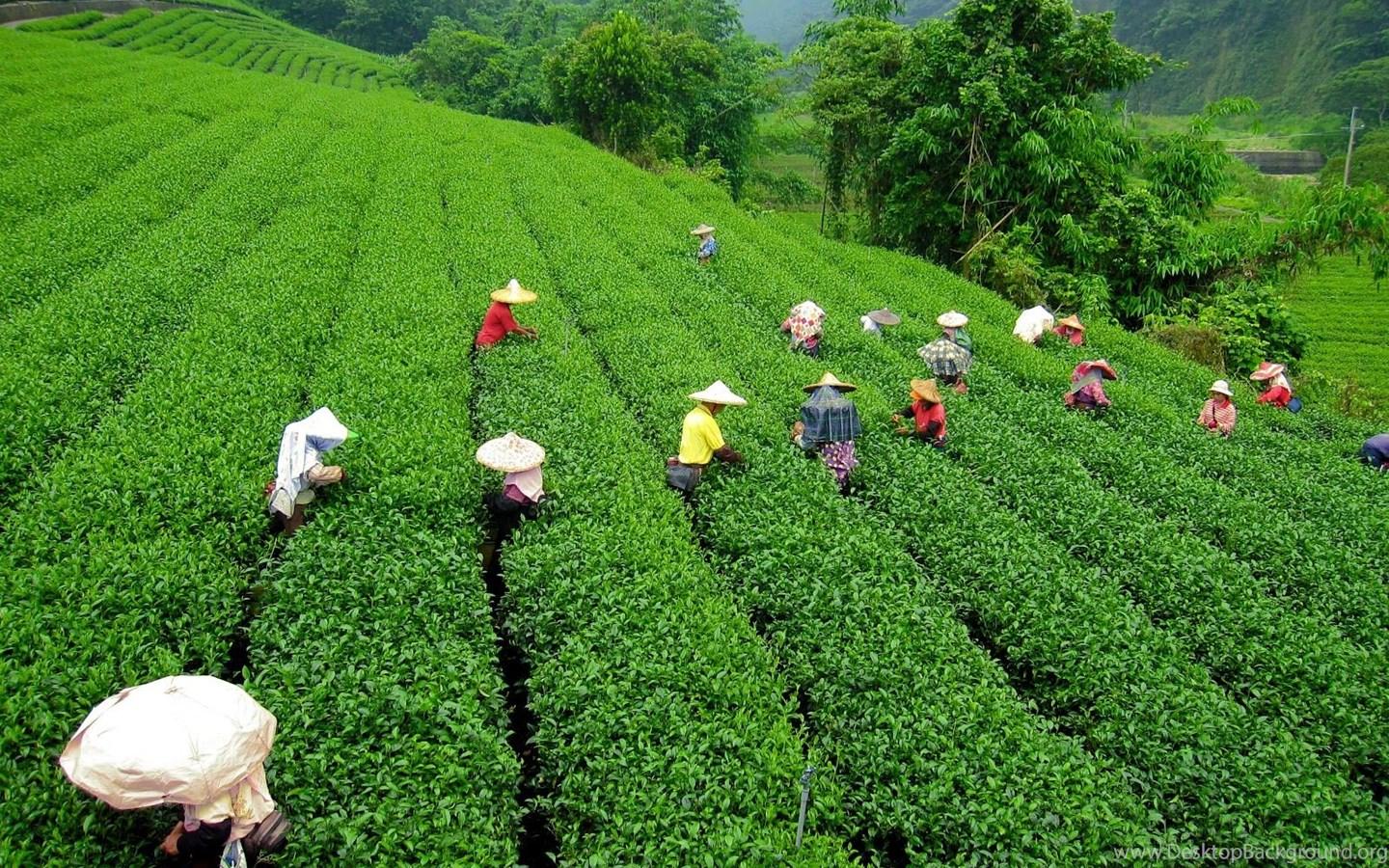 Tea Plantations Wallpapers - Top Free Tea Plantations Backgrounds ...