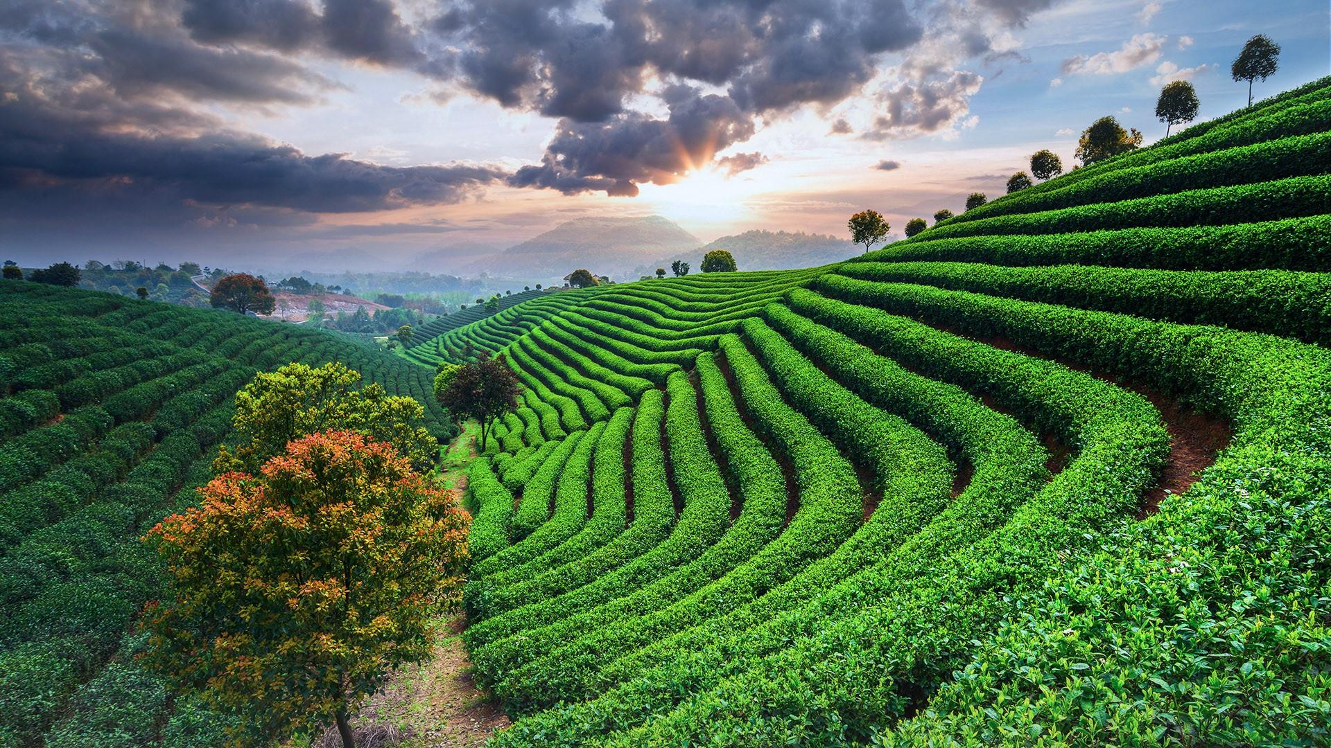 Tea Plantations Wallpapers - Top Free Tea Plantations Backgrounds ...