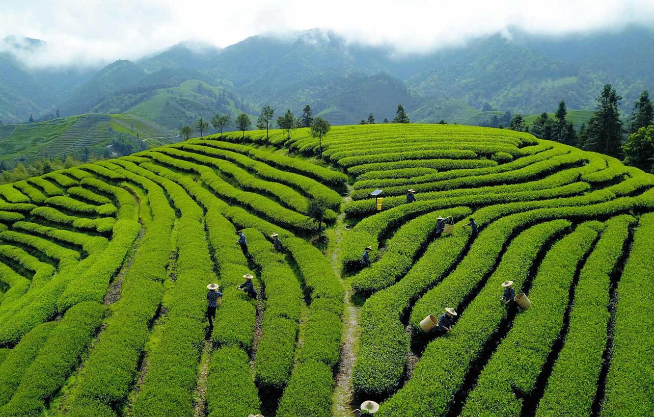 Tea Plantations Wallpapers - Top Free Tea Plantations Backgrounds ...