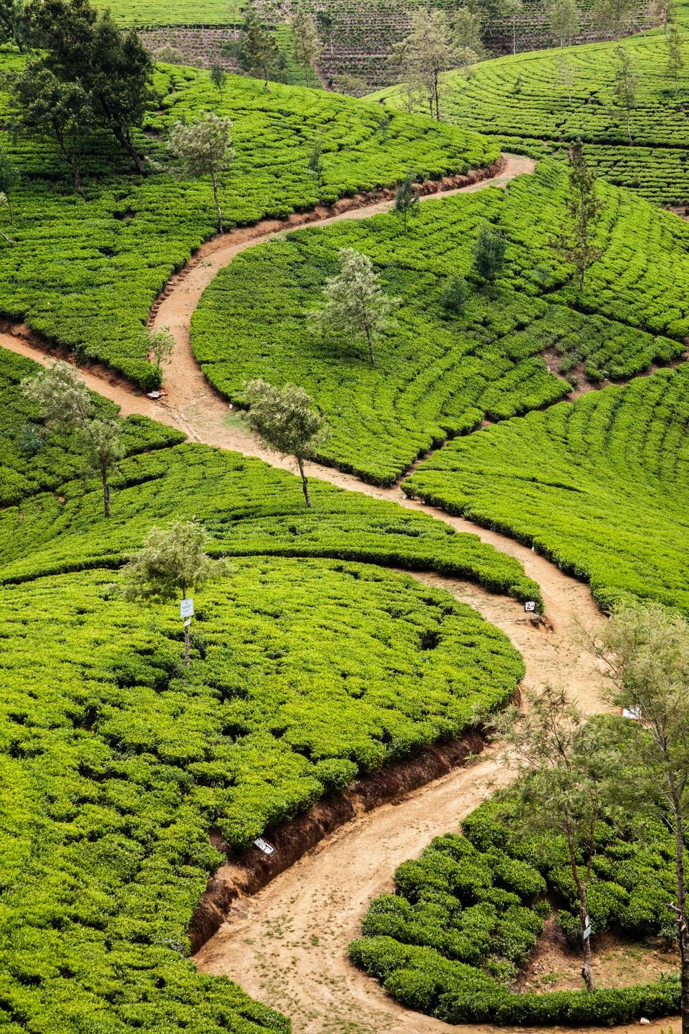 Tea Plantations Wallpapers - Top Free Tea Plantations Backgrounds ...