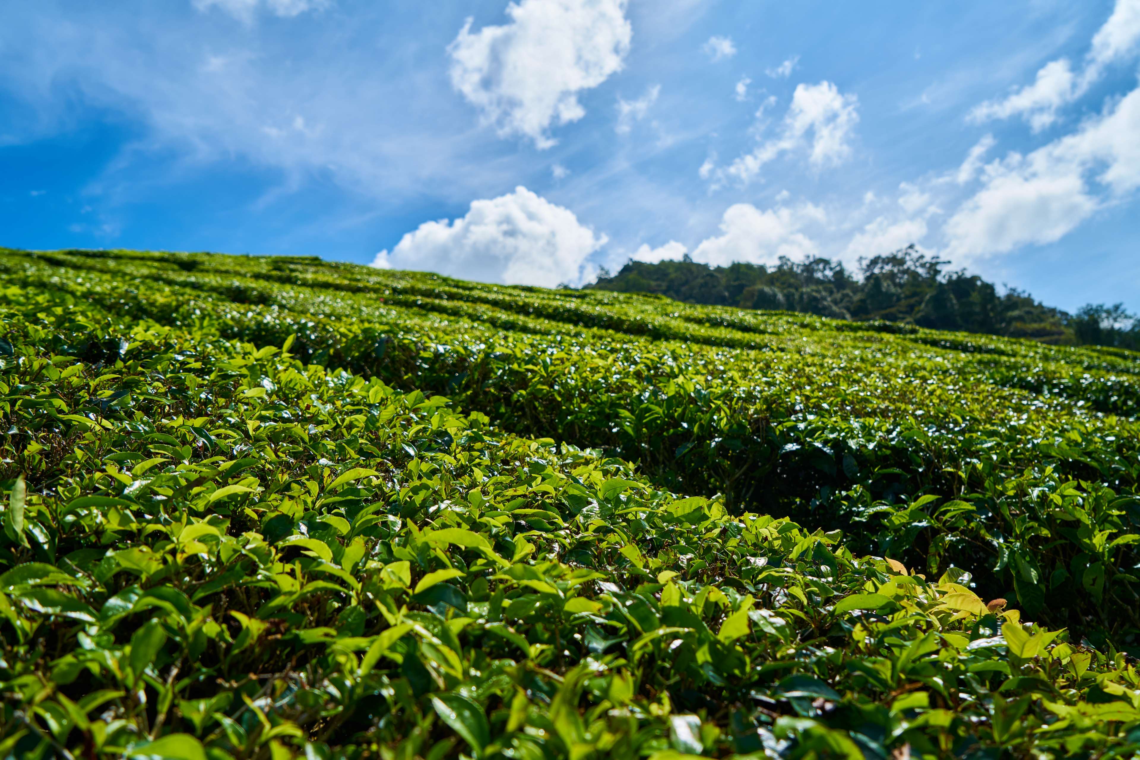 Tea Plantations Wallpapers - Top Free Tea Plantations Backgrounds ...