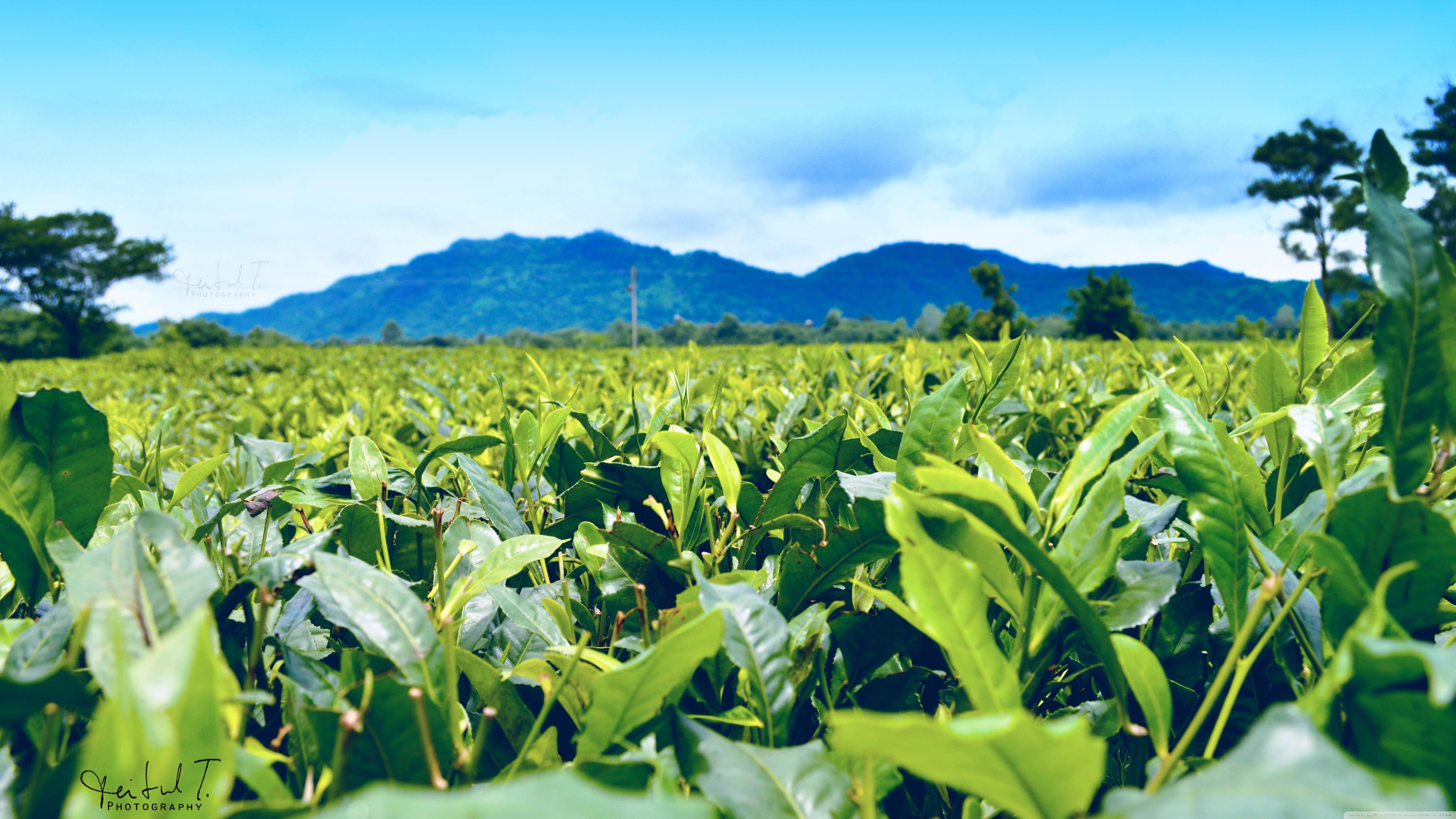 Tea Plantations Wallpapers - Top Free Tea Plantations Backgrounds ...