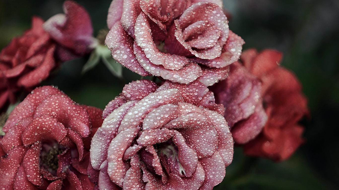 Pink Summer Laptop Wallpapers - Top Free Pink Summer Laptop Backgrounds ...