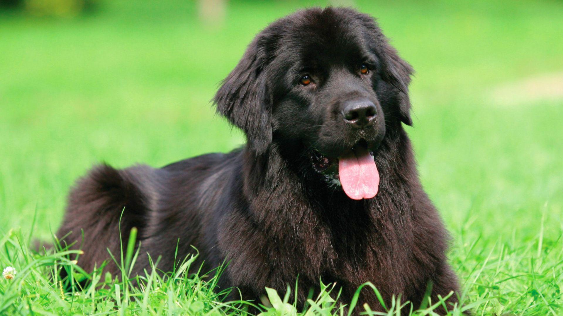 Newfoundland Puppy Wallpapers - Top Free Newfoundland Puppy Backgrounds ...