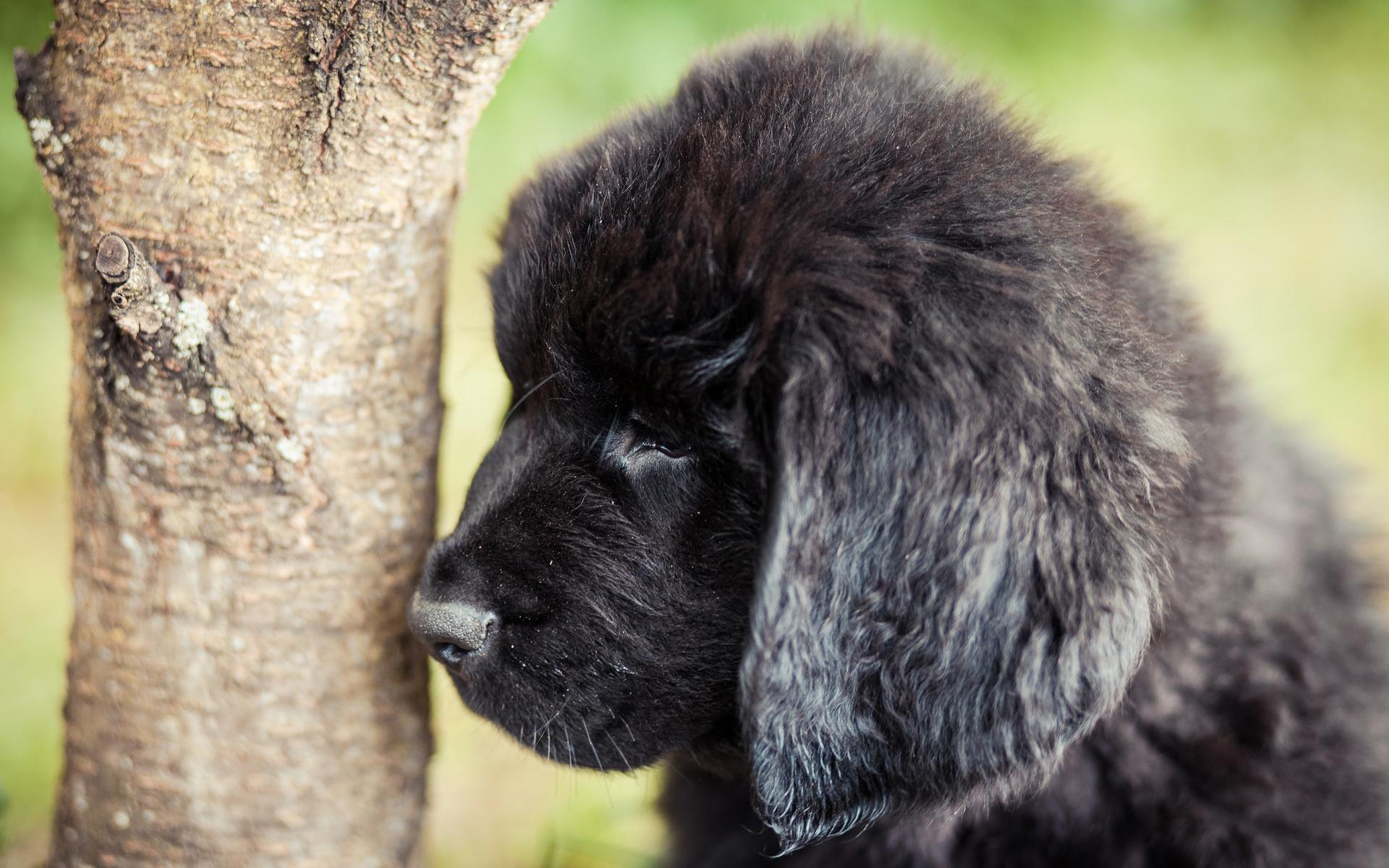 Newfoundland Puppy Wallpapers - Top Free Newfoundland Puppy Backgrounds ...