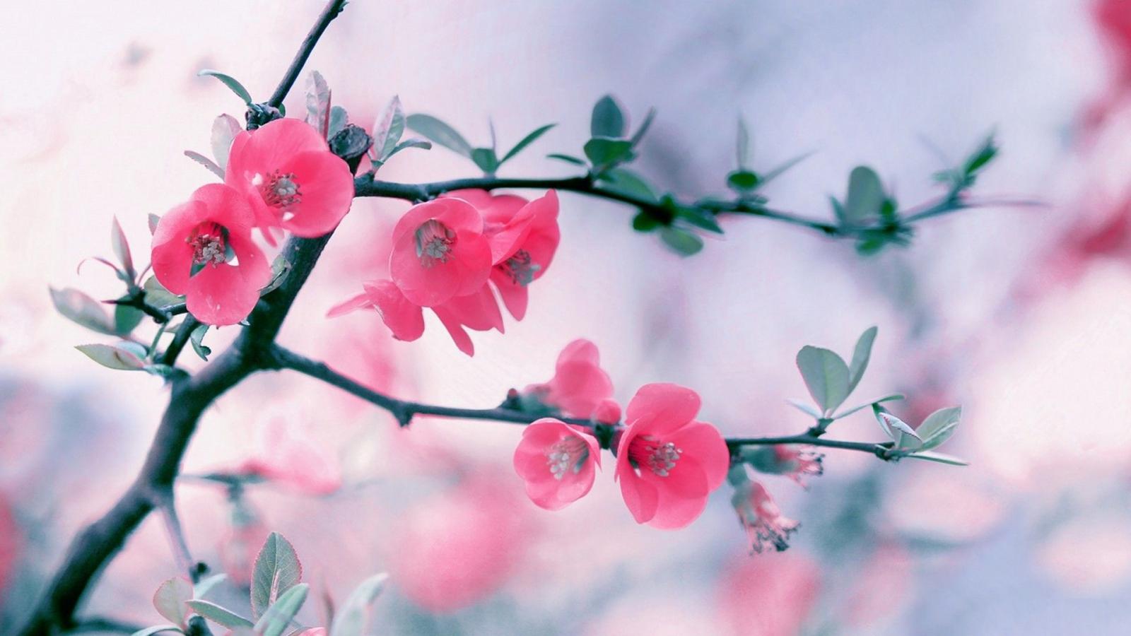 Cute Spring Nature Wallpapers - Top Free Cute Spring Nature Backgrounds ...