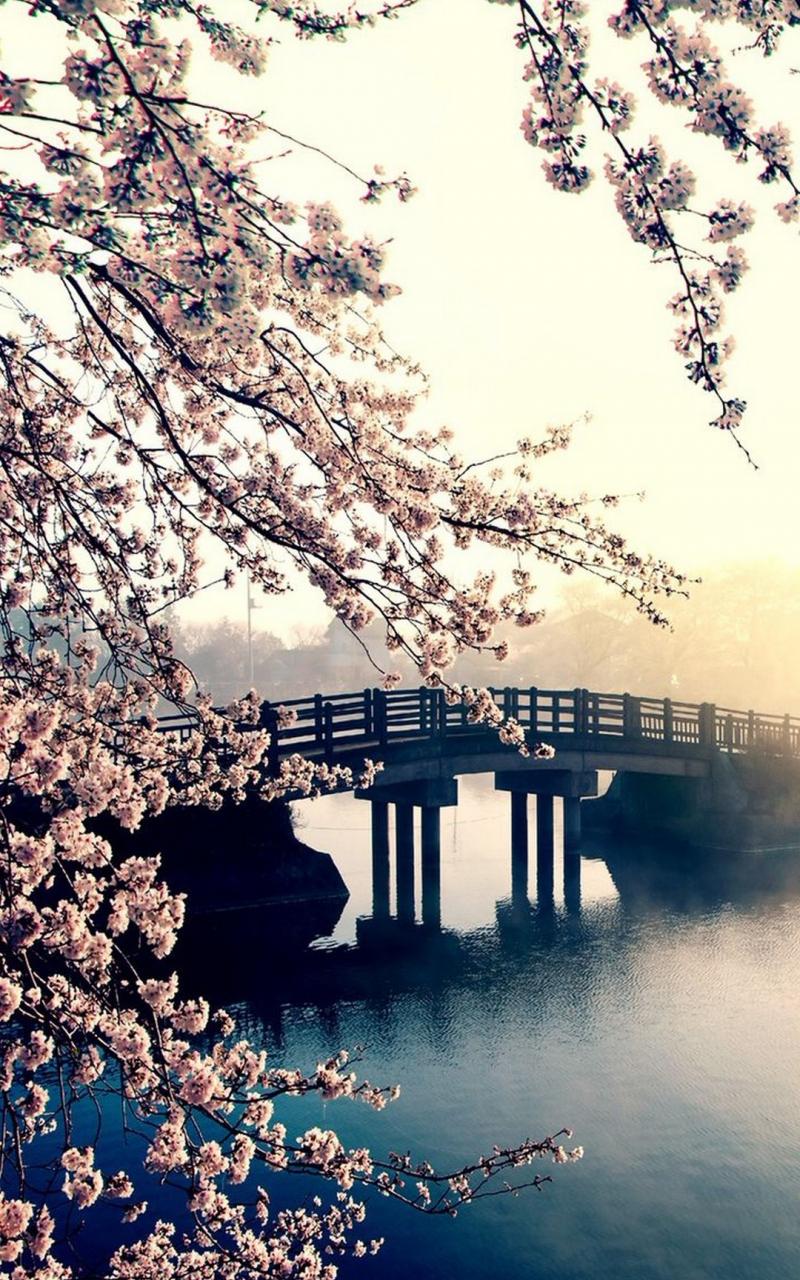 Cute Spring Nature Wallpapers - Top Free Cute Spring Nature Backgrounds ...