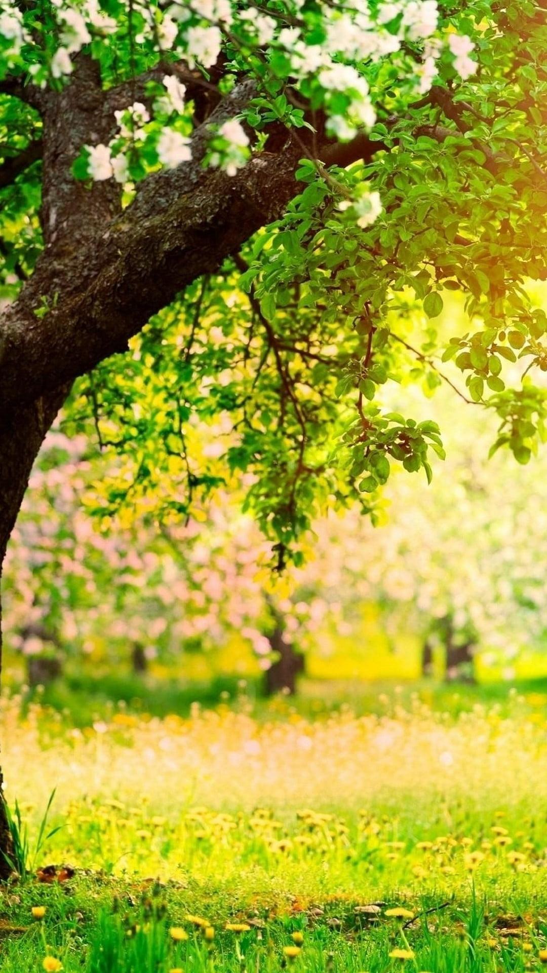 Cute Spring Nature Wallpapers - Top Free Cute Spring Nature Backgrounds ...