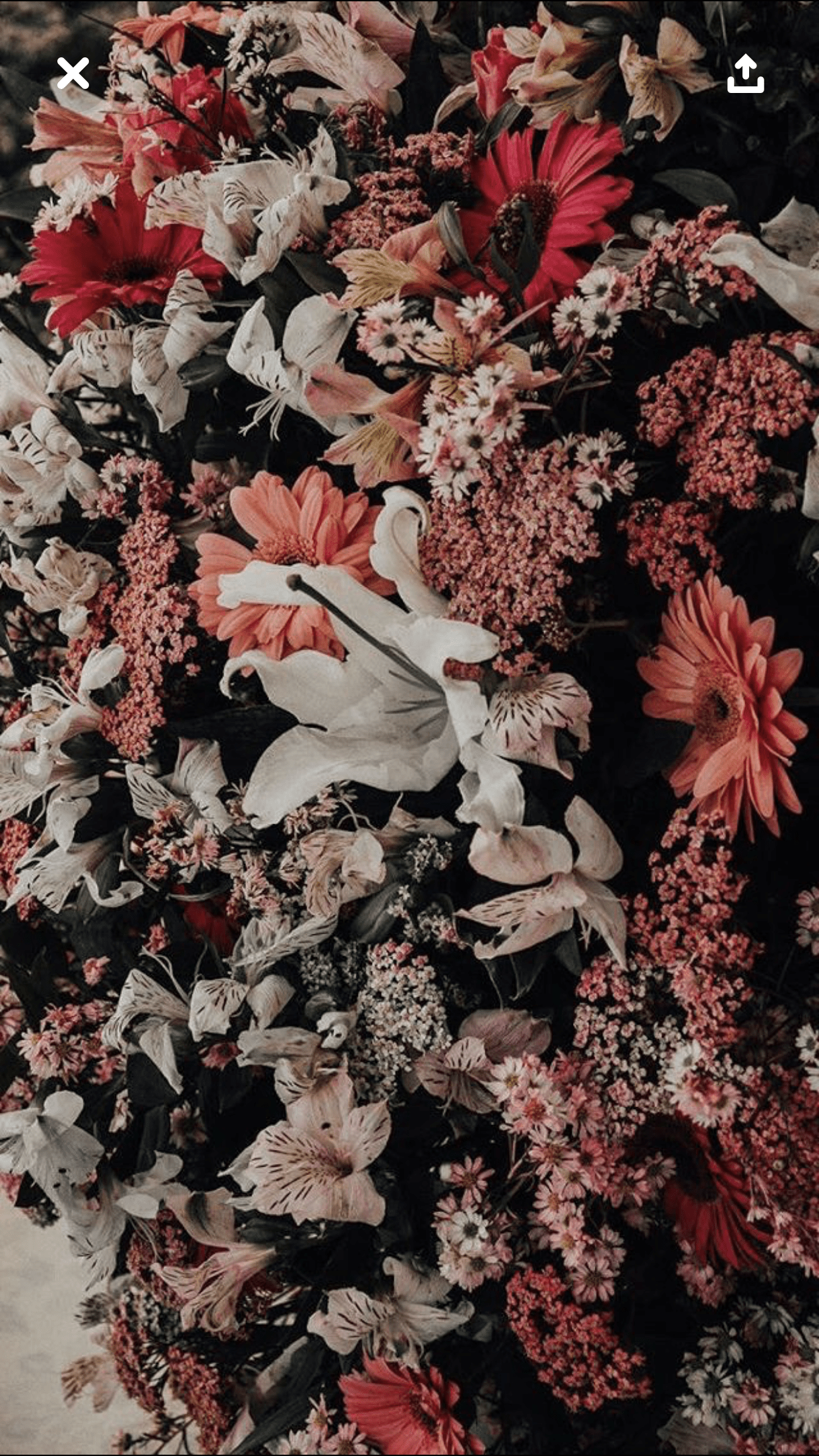 Pretty Floral Wallpapers - Top Free Pretty Floral Backgrounds ...