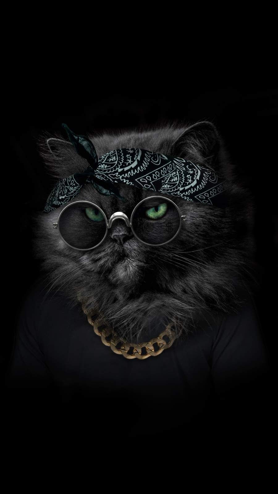 Gangster Cat Wallpapers - Top Free Gangster Cat Backgrounds ...
