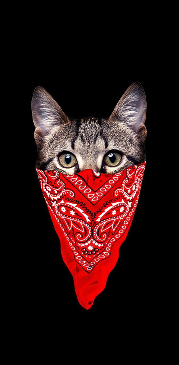 Gangster Cat Wallpapers - Top Free Gangster Cat Backgrounds ...