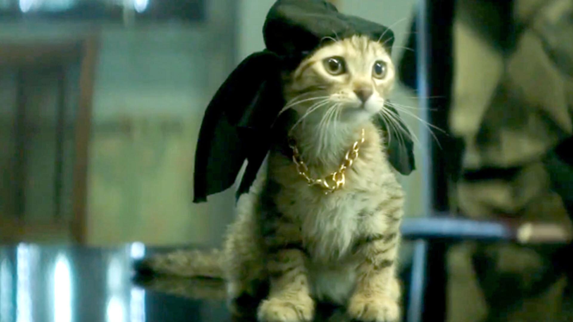 Gangster Cat Wallpapers - Top Free Gangster Cat Backgrounds ...