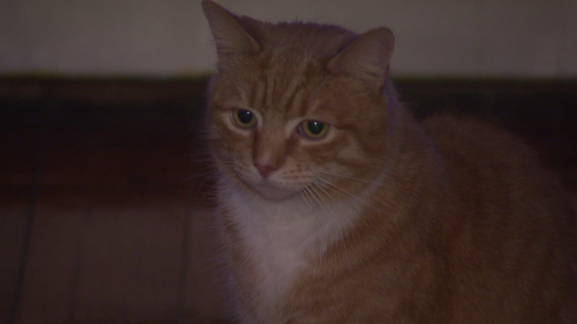 Gangster Cat Wallpapers - Top Free Gangster Cat Backgrounds ...