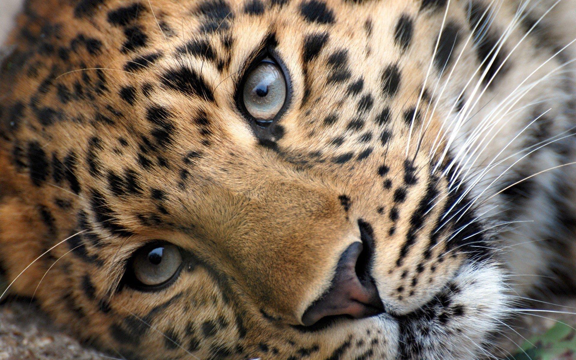 Beautiful Leopard Wallpapers - Top Free Beautiful Leopard Backgrounds ...