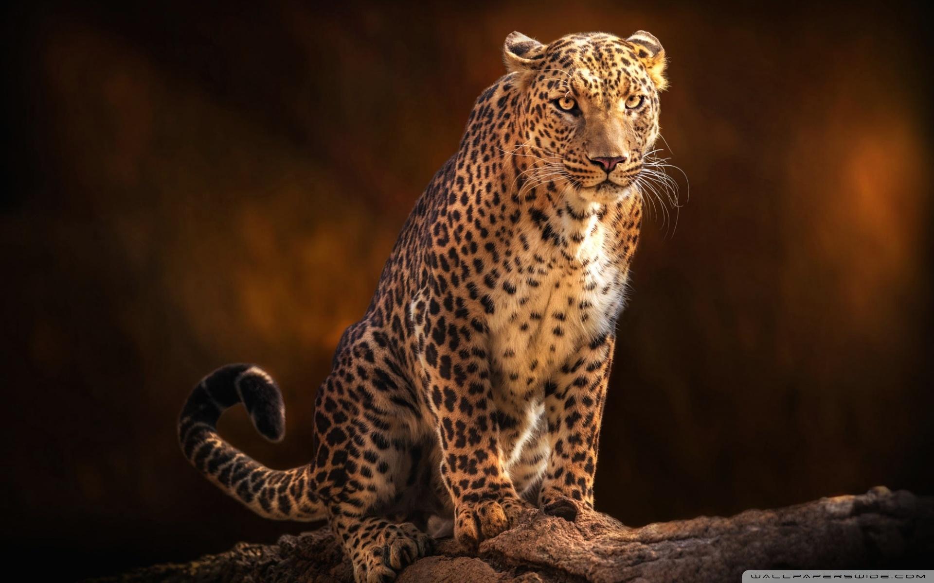 Beautiful Leopard Wallpapers - Top Free Beautiful Leopard Backgrounds ...