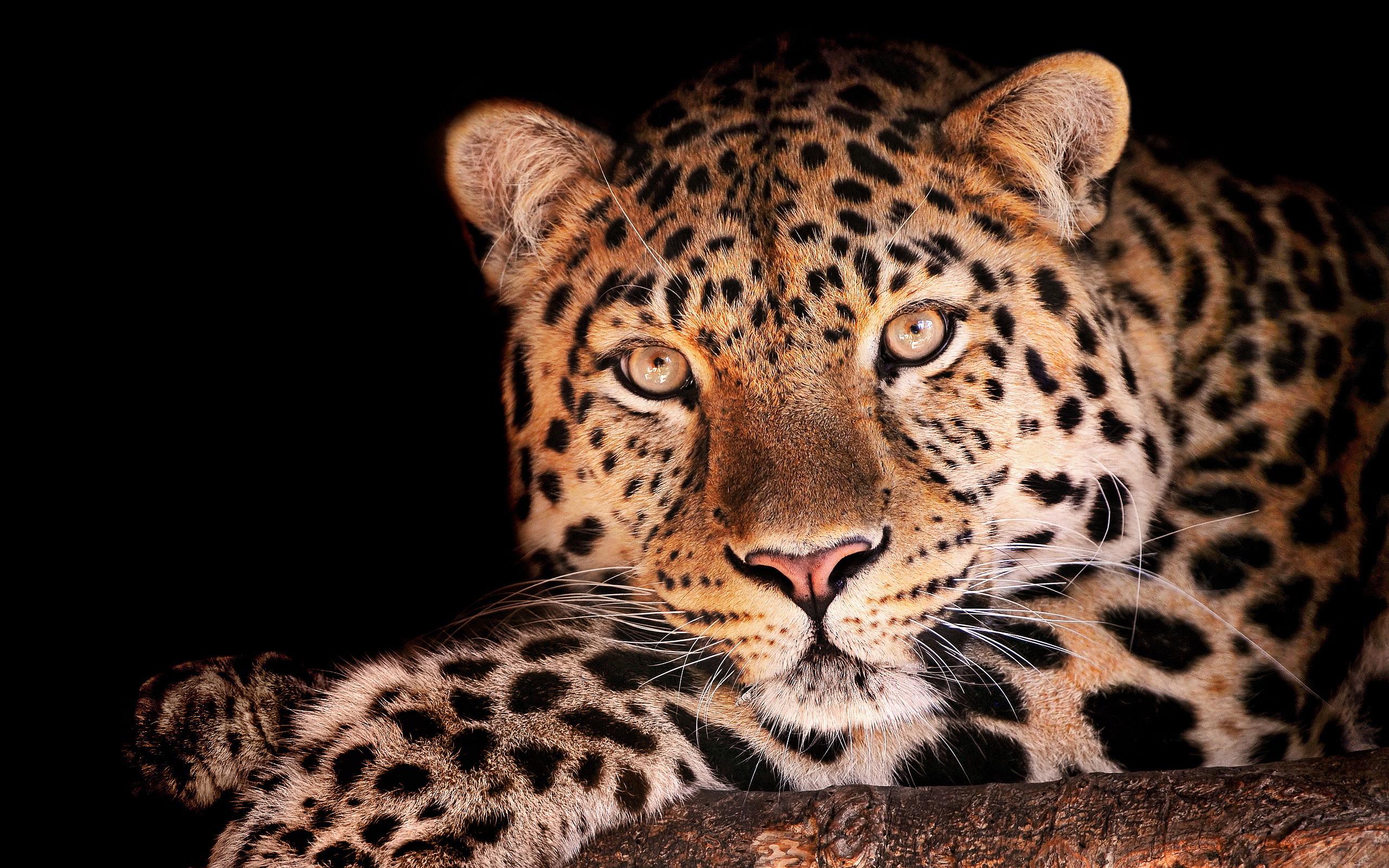 Beautiful Leopard Wallpapers - Top Free Beautiful Leopard Backgrounds ...