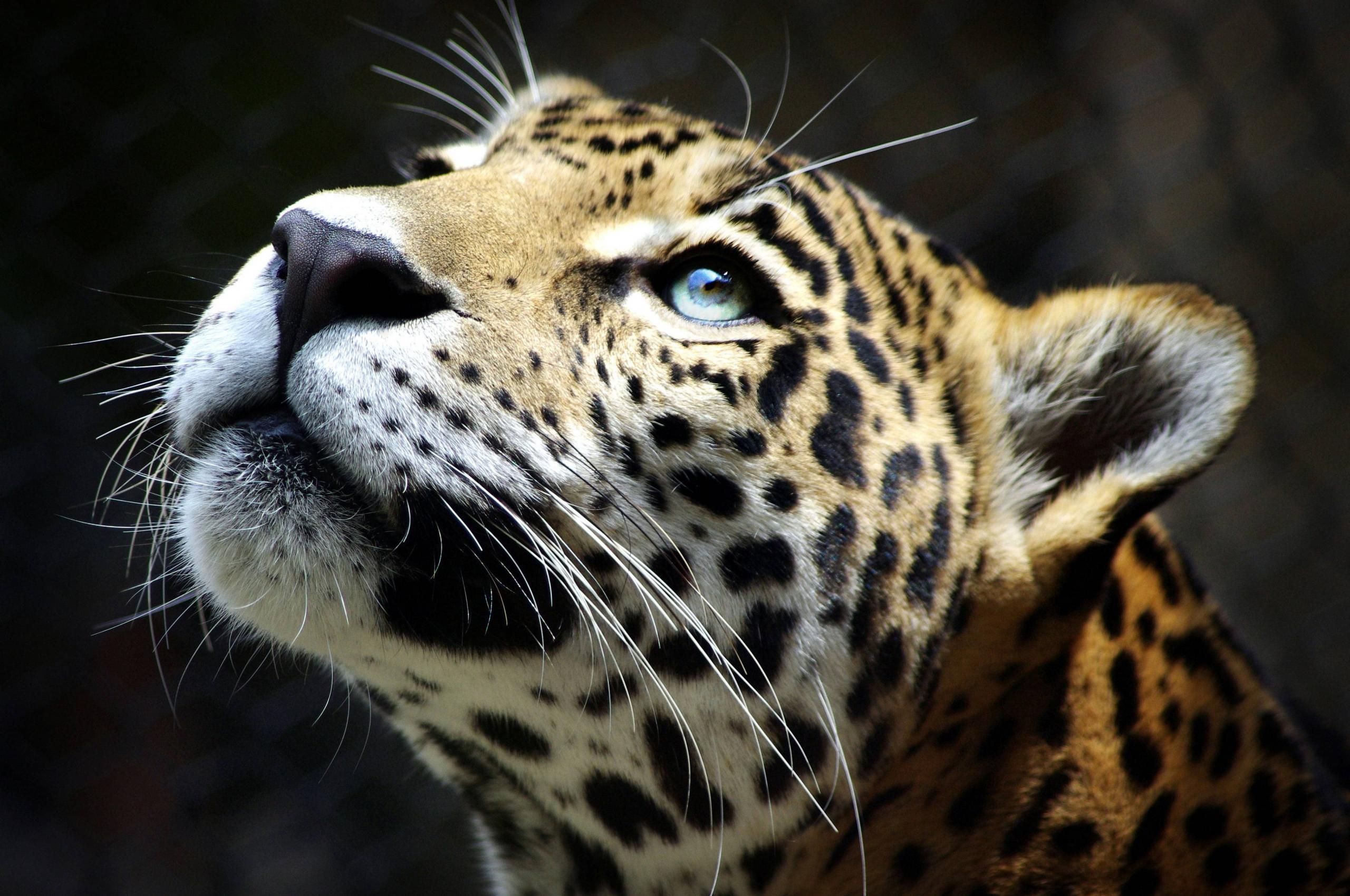 Beautiful Leopard Wallpapers - Top Free Beautiful Leopard Backgrounds ...