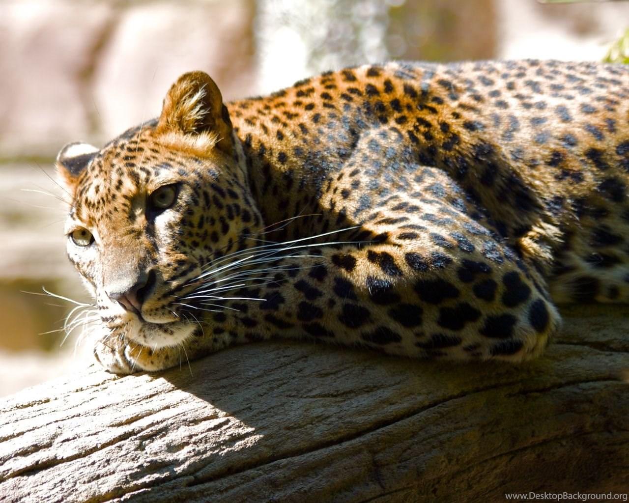 Beautiful Leopard Wallpapers - Top Free Beautiful Leopard Backgrounds ...