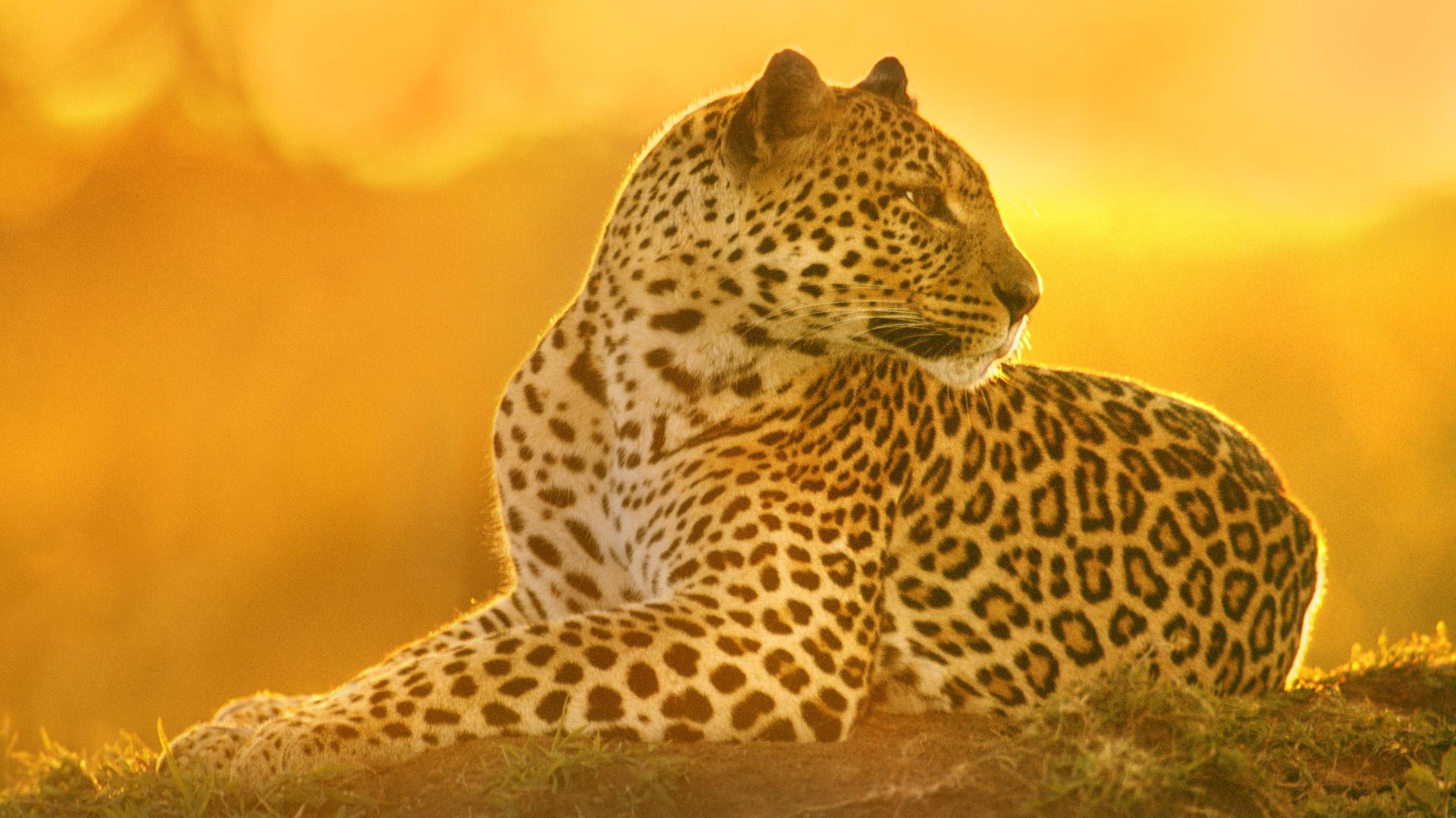 Beautiful Leopard Wallpapers - Top Free Beautiful Leopard Backgrounds ...
