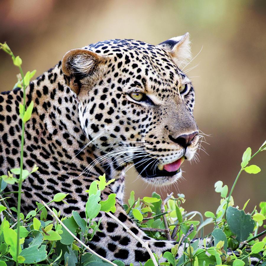Beautiful Leopard Wallpapers - Top Free Beautiful Leopard Backgrounds ...