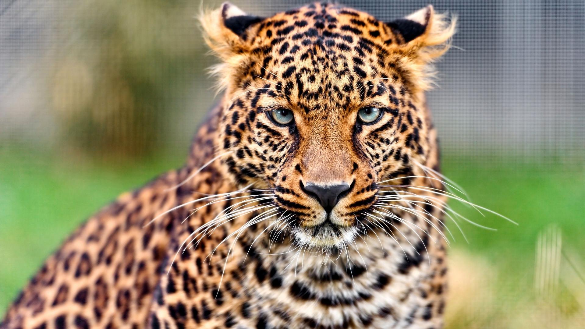 Beautiful Leopard Wallpapers - Top Free Beautiful Leopard Backgrounds ...