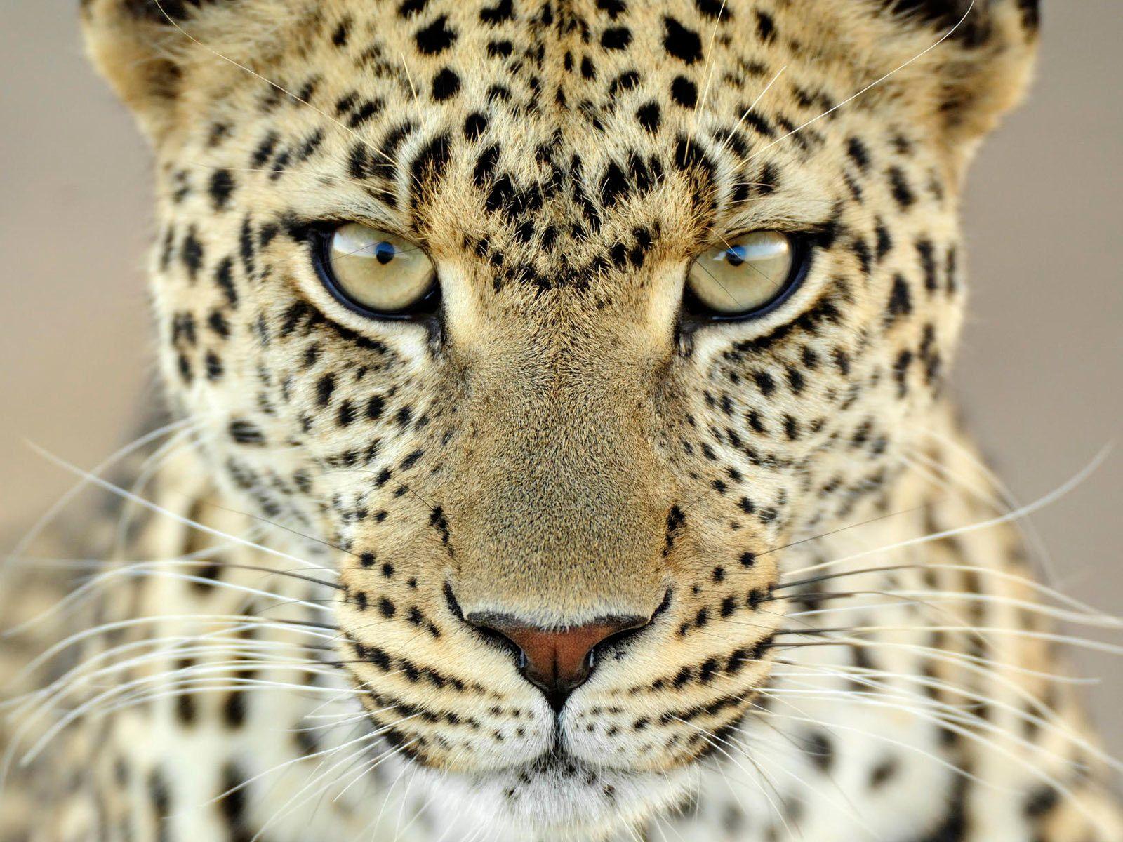 Beautiful Leopard Wallpapers - Top Free Beautiful Leopard Backgrounds ...