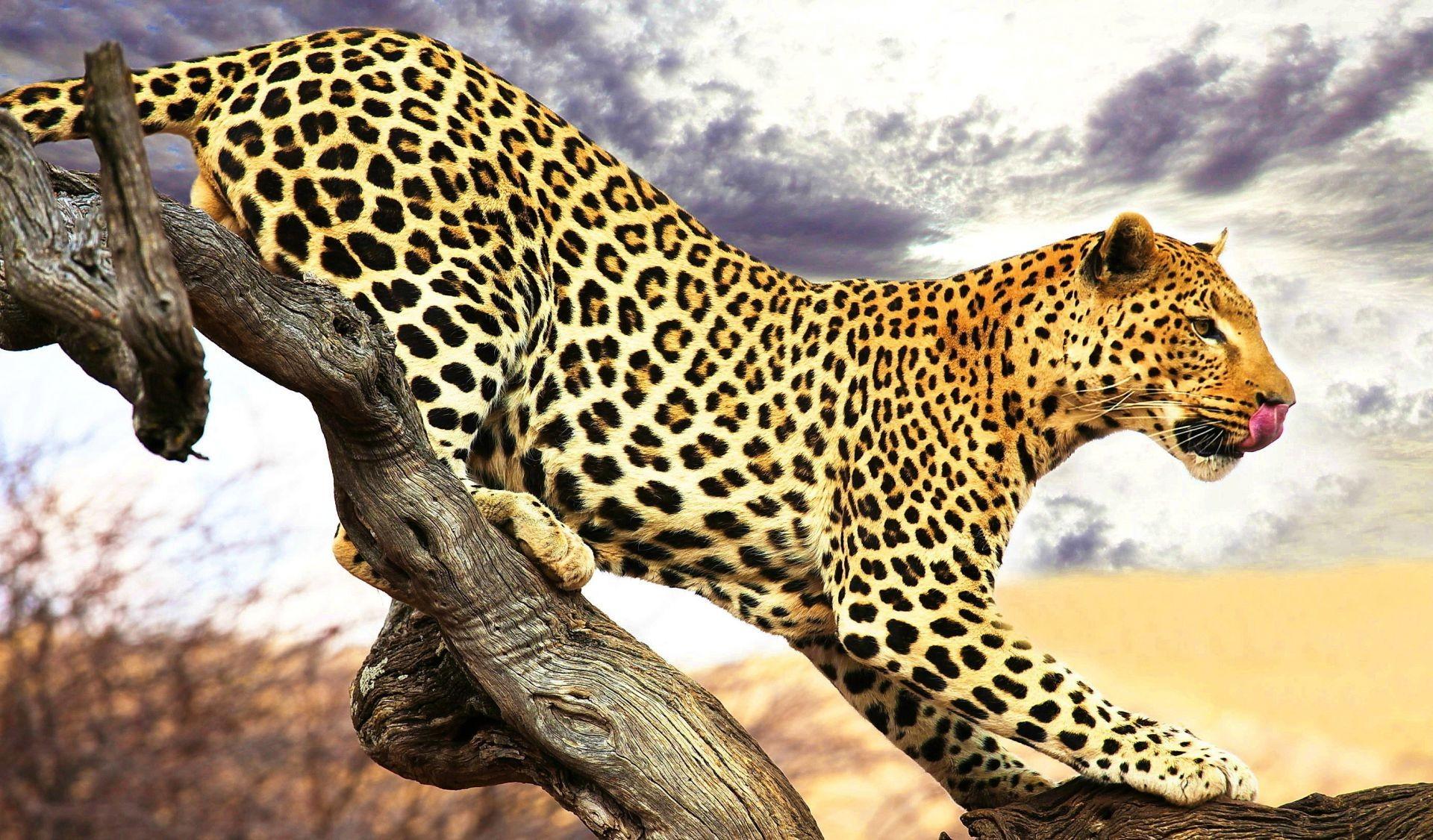Beautiful Leopard Wallpapers - Top Free Beautiful Leopard Backgrounds ...
