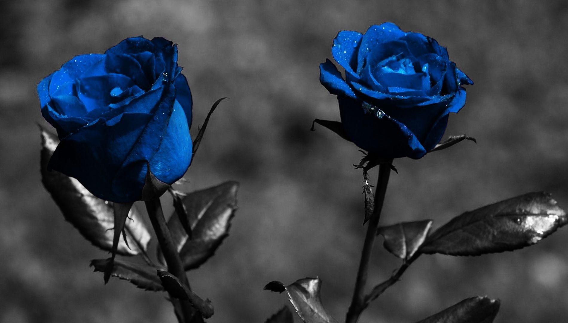 Blue Rose Garden Wallpapers - Top Free Blue Rose Garden Backgrounds ...