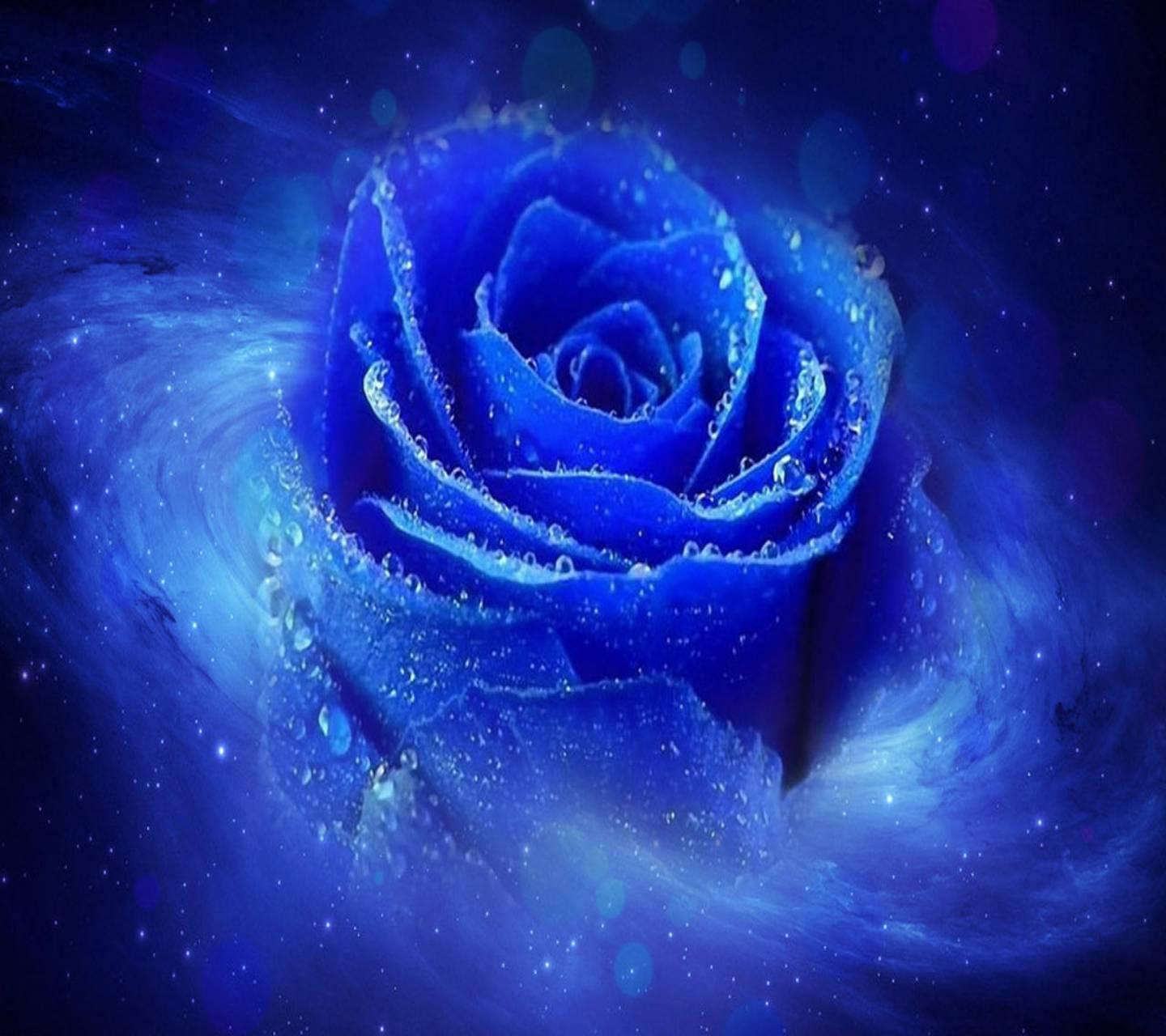 Blue Rose Garden Wallpapers - Top Free Blue Rose Garden Backgrounds ...