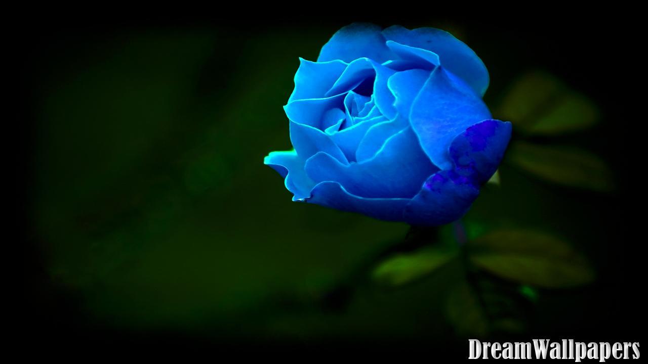 Blue Rose Garden Wallpapers - Top Free Blue Rose Garden Backgrounds ...