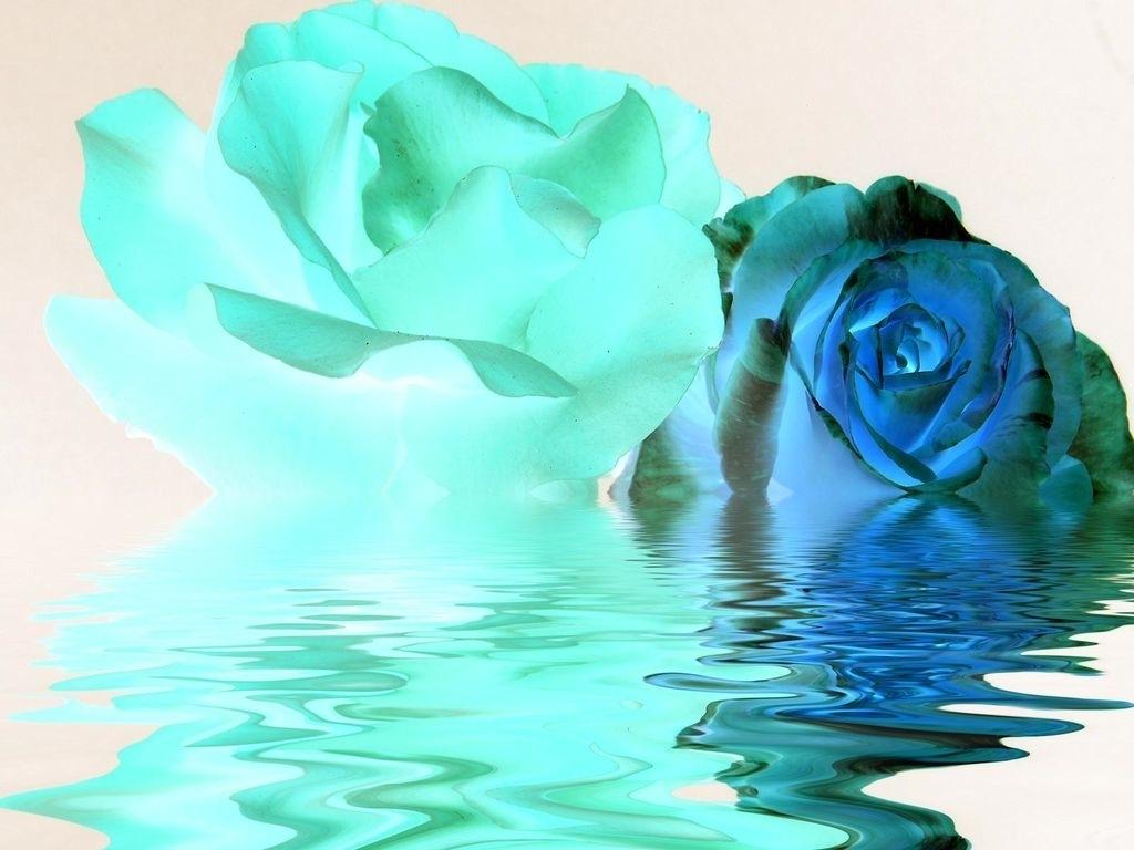 Blue Rose Garden Wallpapers - Top Free Blue Rose Garden Backgrounds ...