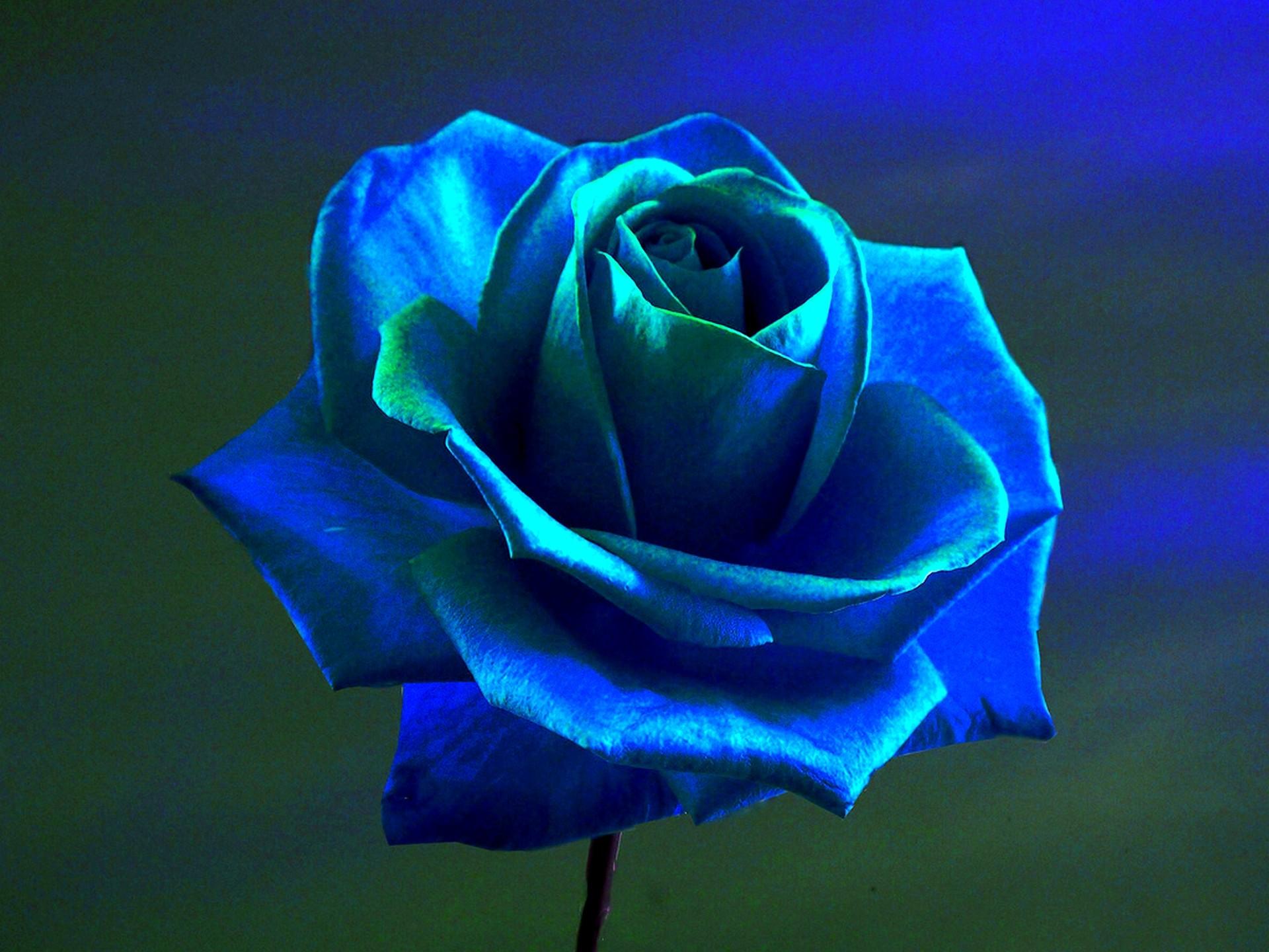 Blue Rose Garden Wallpapers - Top Free Blue Rose Garden Backgrounds ...