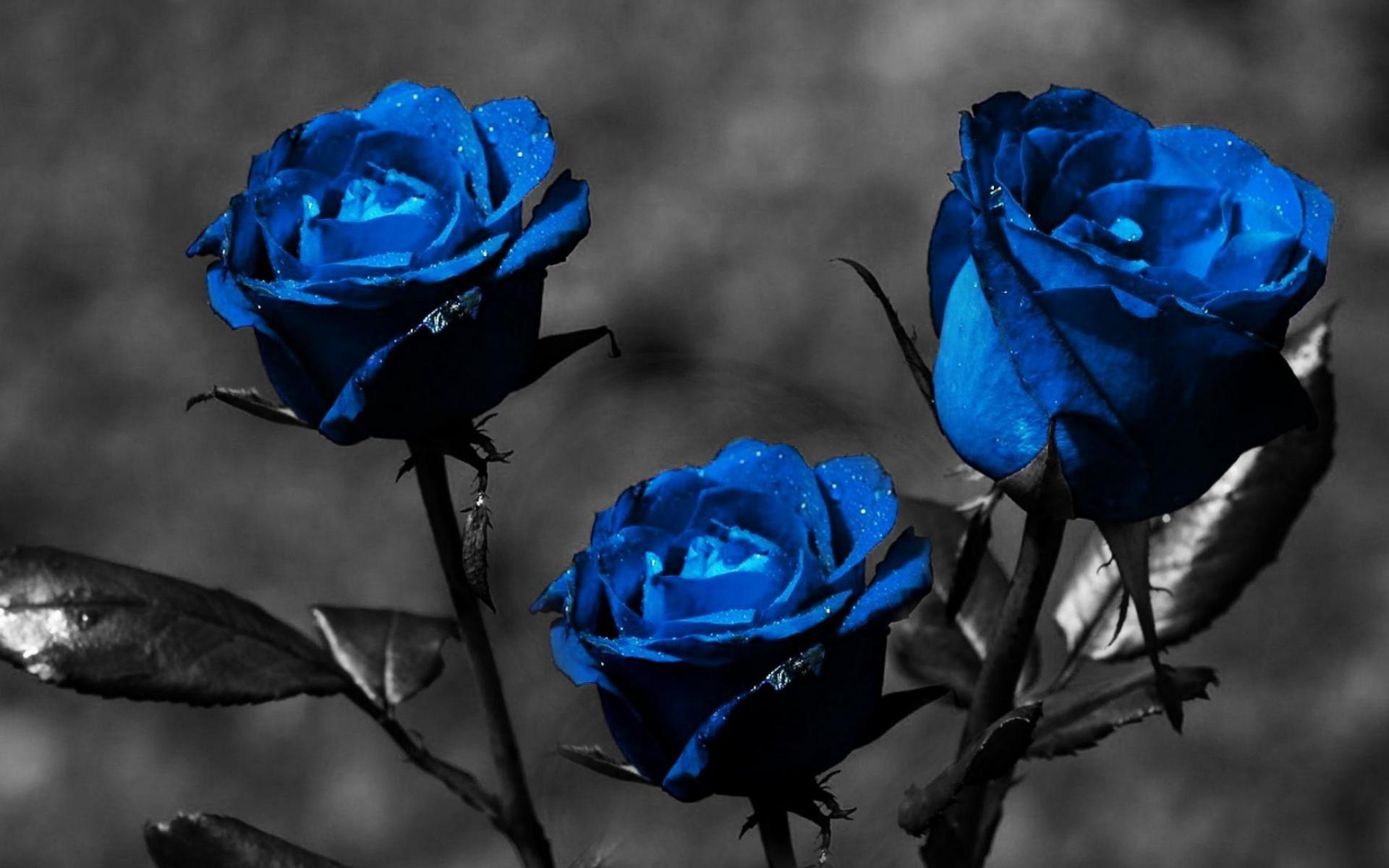 Blue Rose Garden Wallpapers - Top Free Blue Rose Garden Backgrounds ...