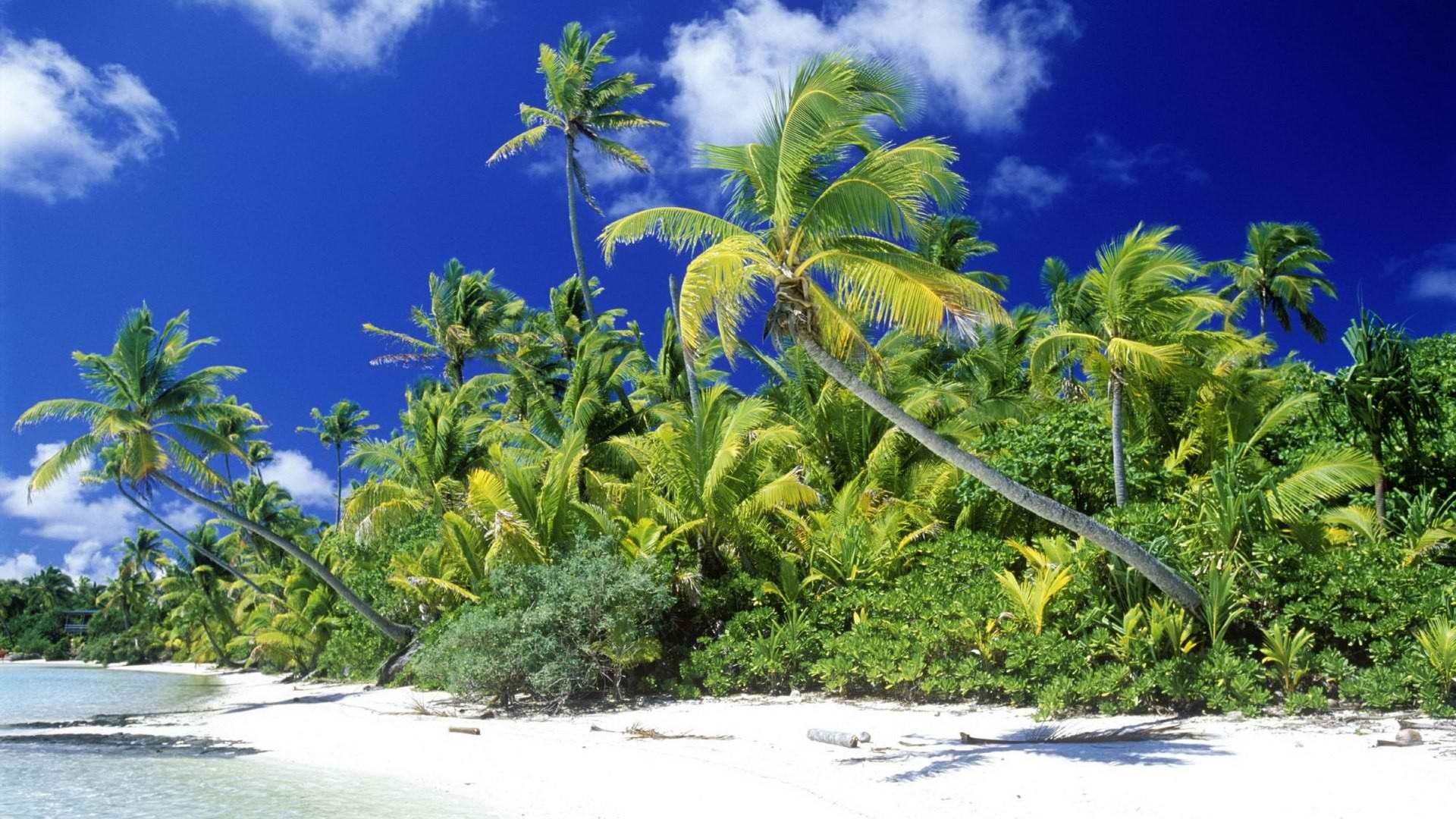 Palm Tree Island Wallpapers - Top Free Palm Tree Island Backgrounds ...