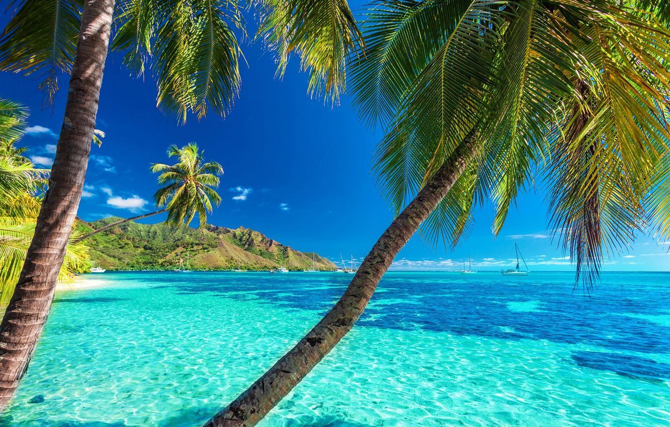 Palm Tree Island Wallpapers - Top Free Palm Tree Island Backgrounds ...