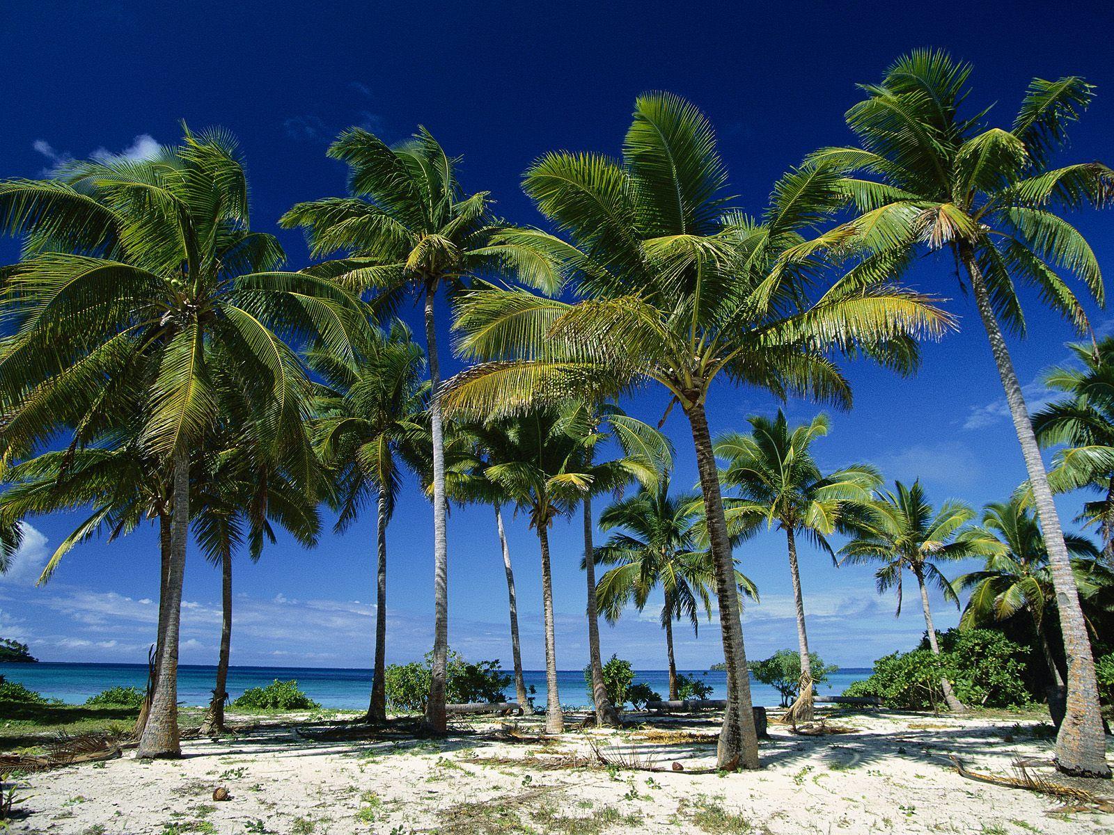 Palm Tree Island Wallpapers - Top Free Palm Tree Island Backgrounds ...