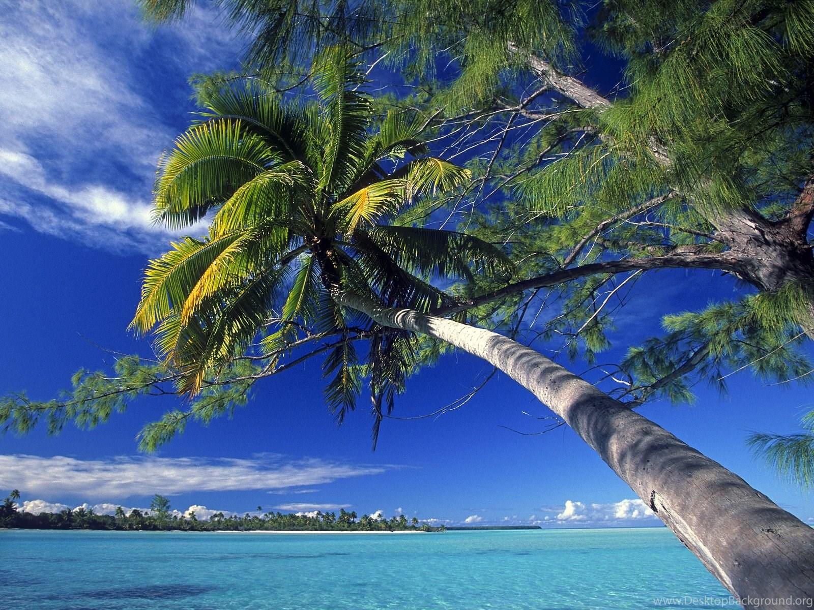 Palm Tree Island Wallpapers - Top Free Palm Tree Island Backgrounds ...