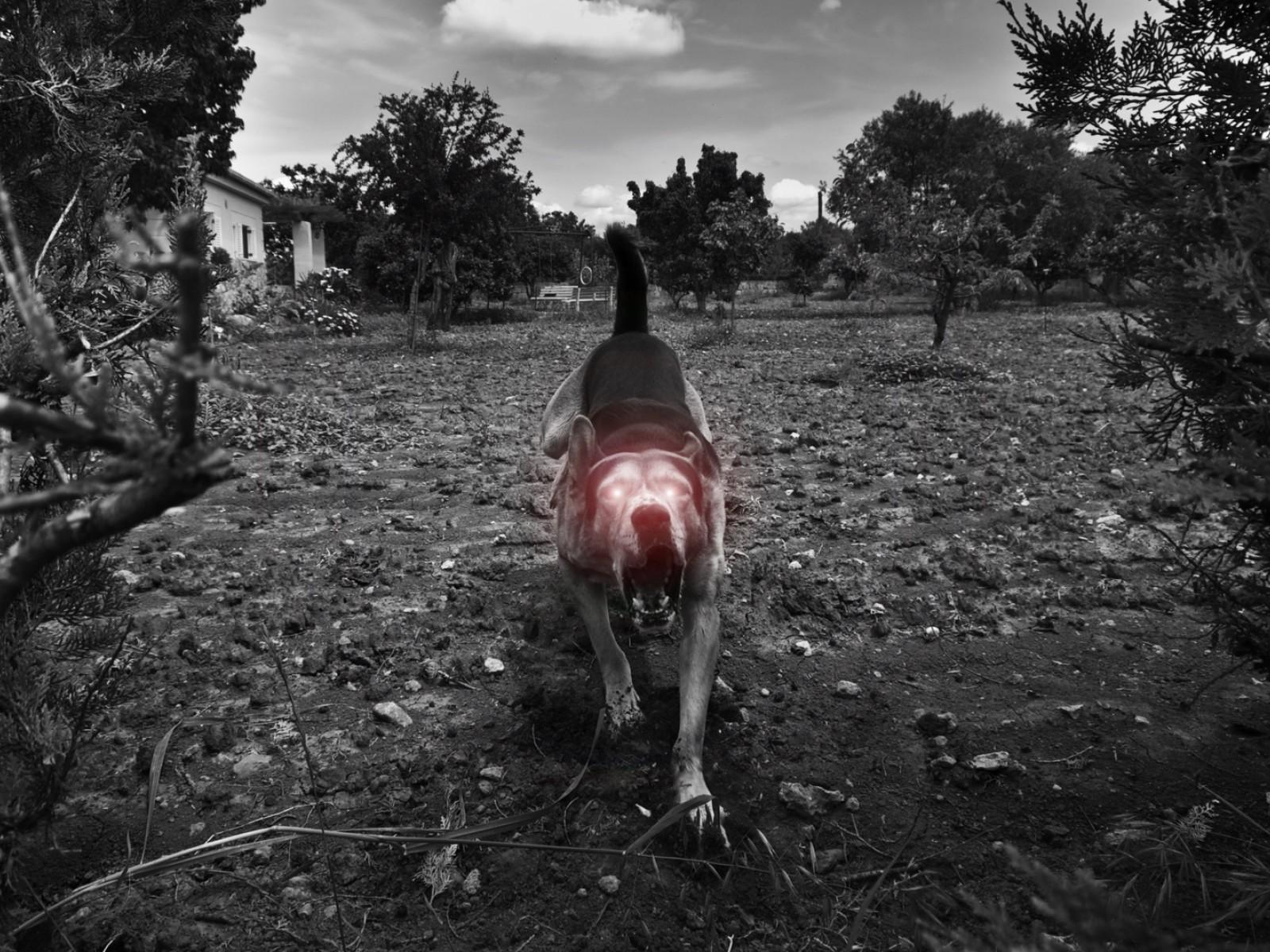 Scary Dog Wallpapers - Top Free Scary Dog Backgrounds - WallpaperAccess