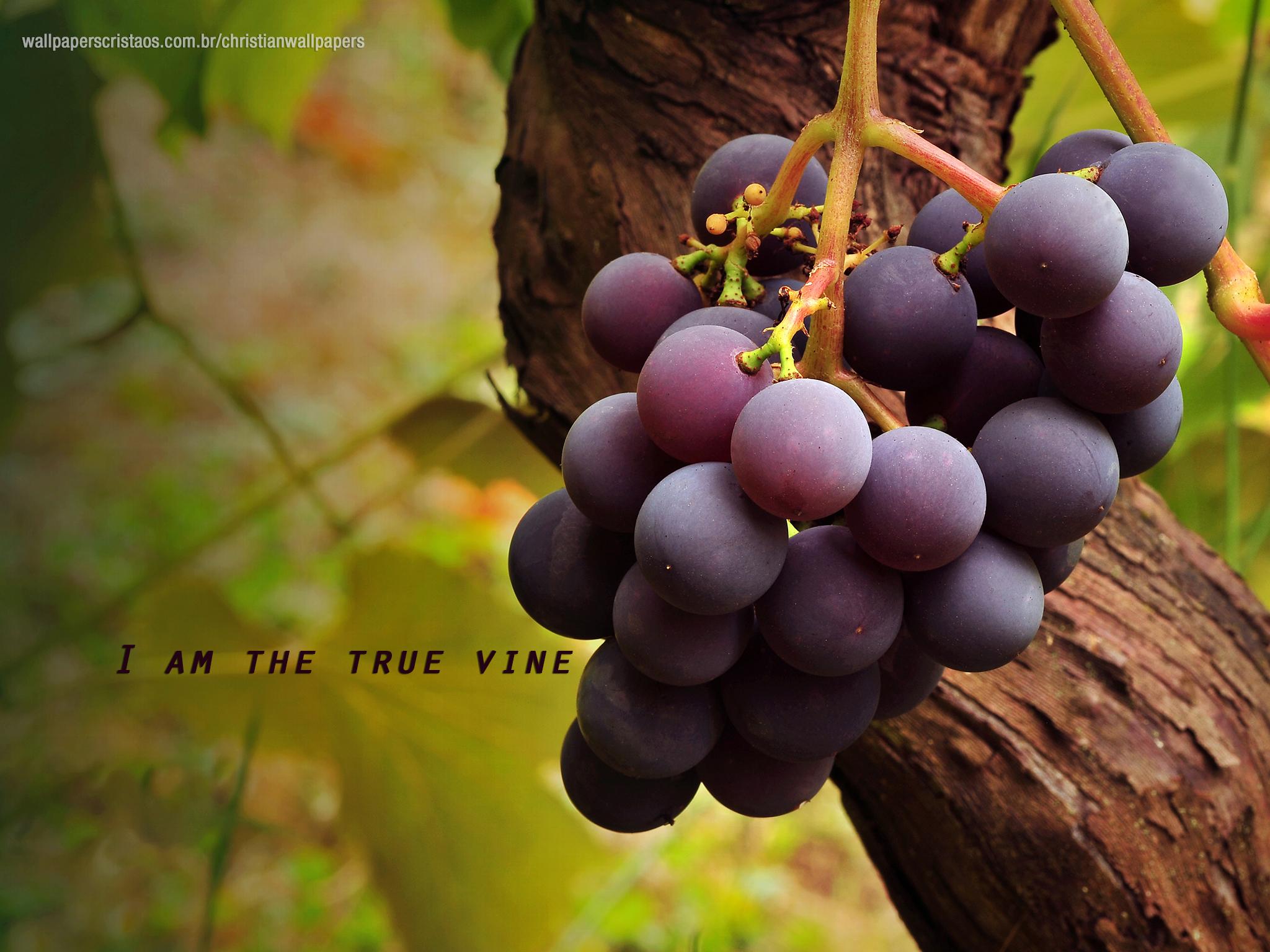 Grape Vine Wallpapers - Top Free Grape Vine Backgrounds - WallpaperAccess