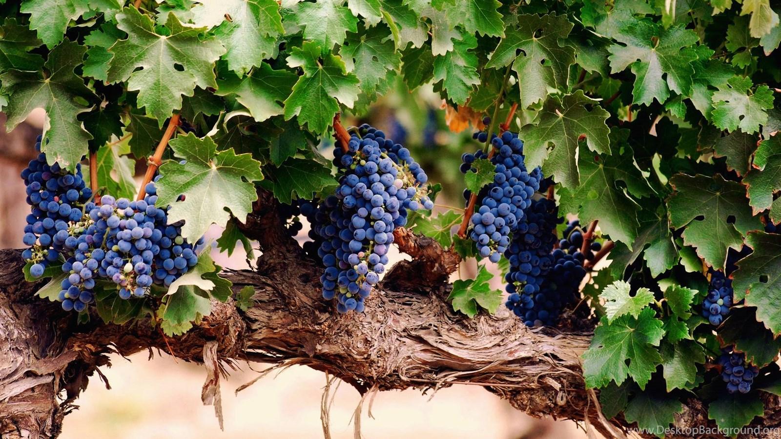 Grape Vine Wallpapers - Top Free Grape Vine Backgrounds - WallpaperAccess
