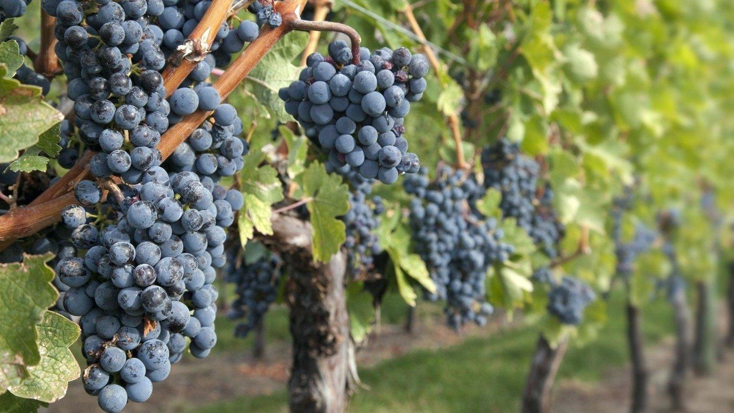 Grape Vine Wallpapers - Top Free Grape Vine Backgrounds - WallpaperAccess