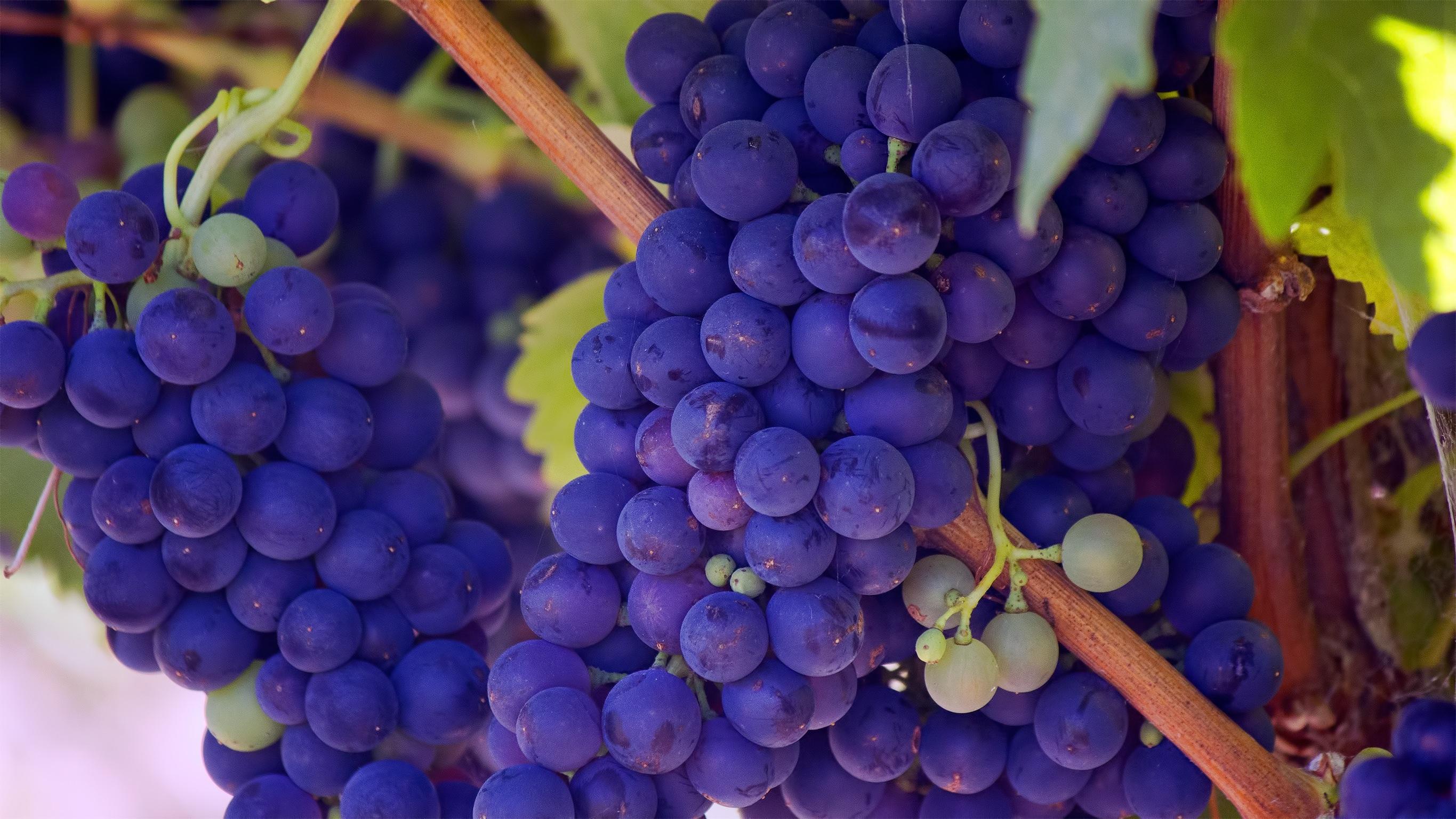 Grape Vine Wallpapers - Top Free Grape Vine Backgrounds - WallpaperAccess