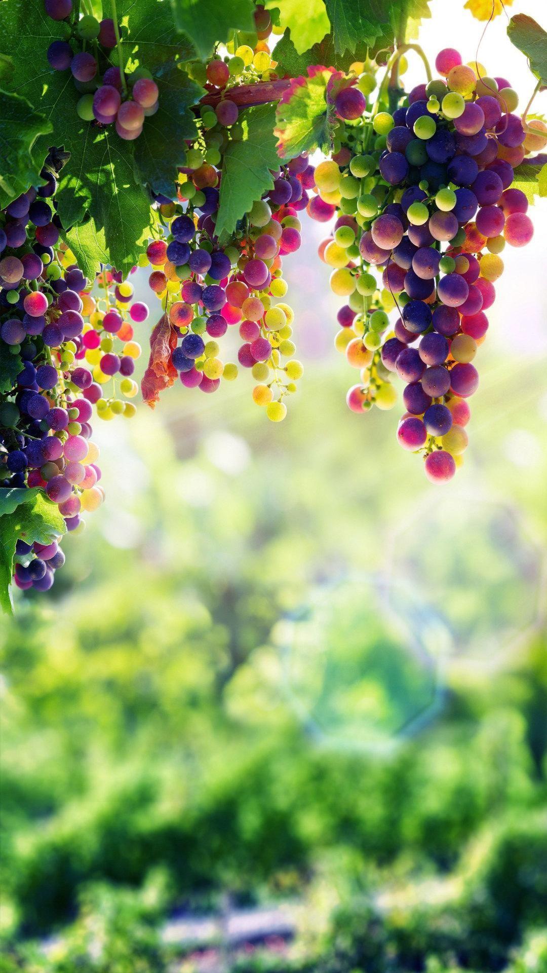 Grape Vine Wallpapers - Top Free Grape Vine Backgrounds - WallpaperAccess
