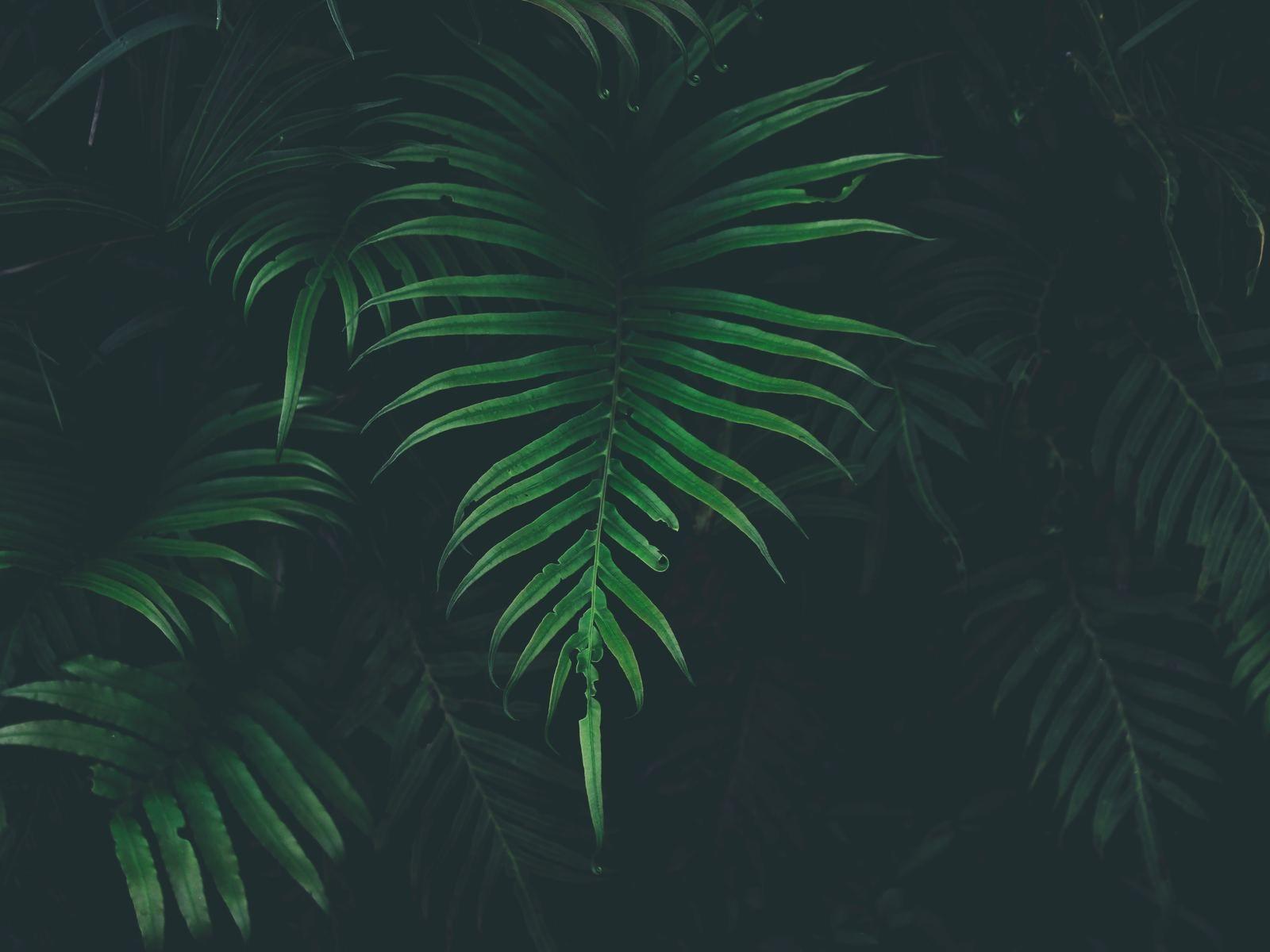 Cool Leaf Wallpapers - Top Free Cool Leaf Backgrounds - WallpaperAccess