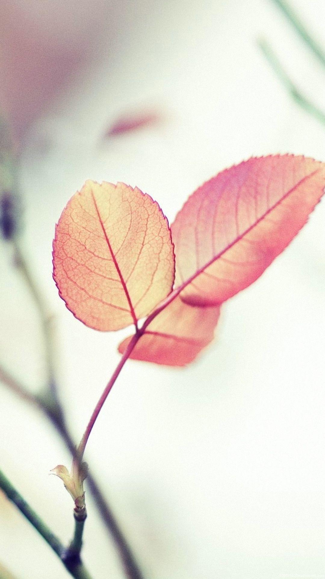 Cool Leaf Wallpapers - Top Free Cool Leaf Backgrounds - WallpaperAccess