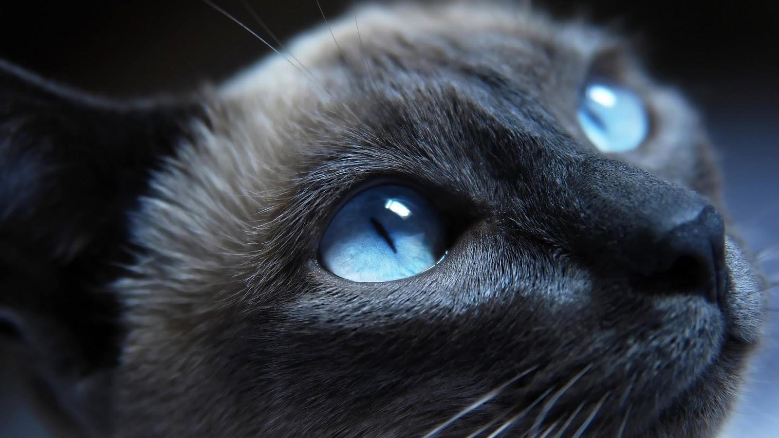 Stunning 4K Wallpapers - Top Free Stunning 4K Backgrounds - WallpaperAccess