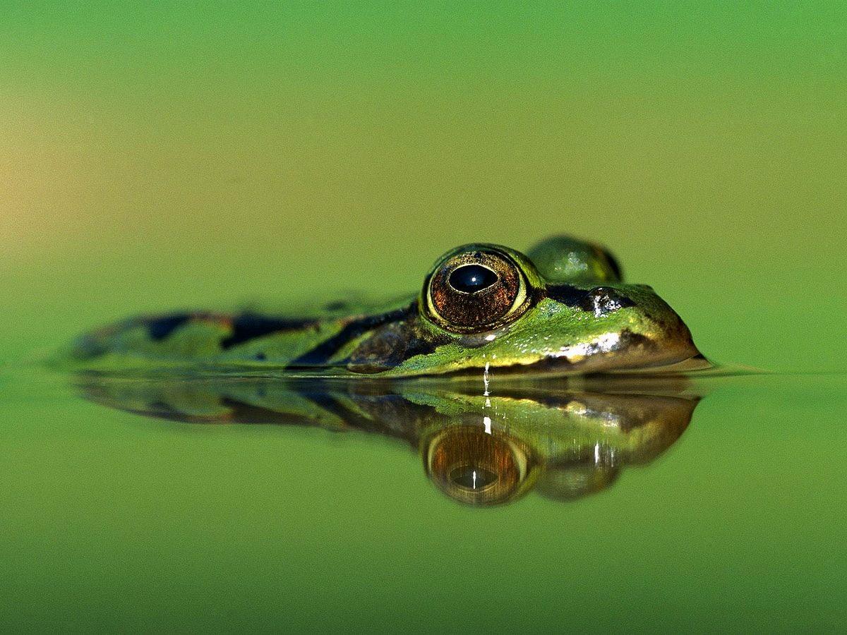 Bullfrog Wallpapers - Top Free Bullfrog Backgrounds - WallpaperAccess