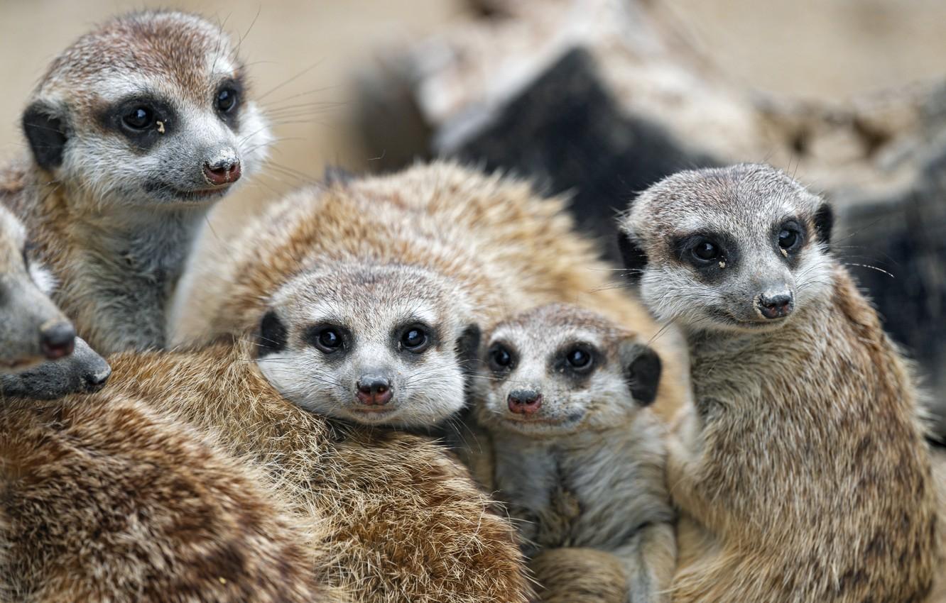 Meerkat Family Wallpapers - Top Free Meerkat Family Backgrounds - WallpaperAccess