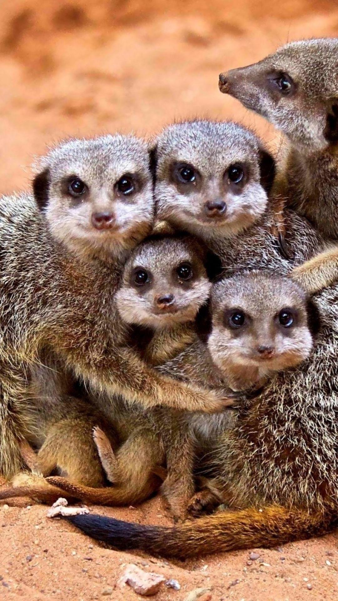 Meerkat Family Wallpapers Top Free Meerkat Family Backgrounds