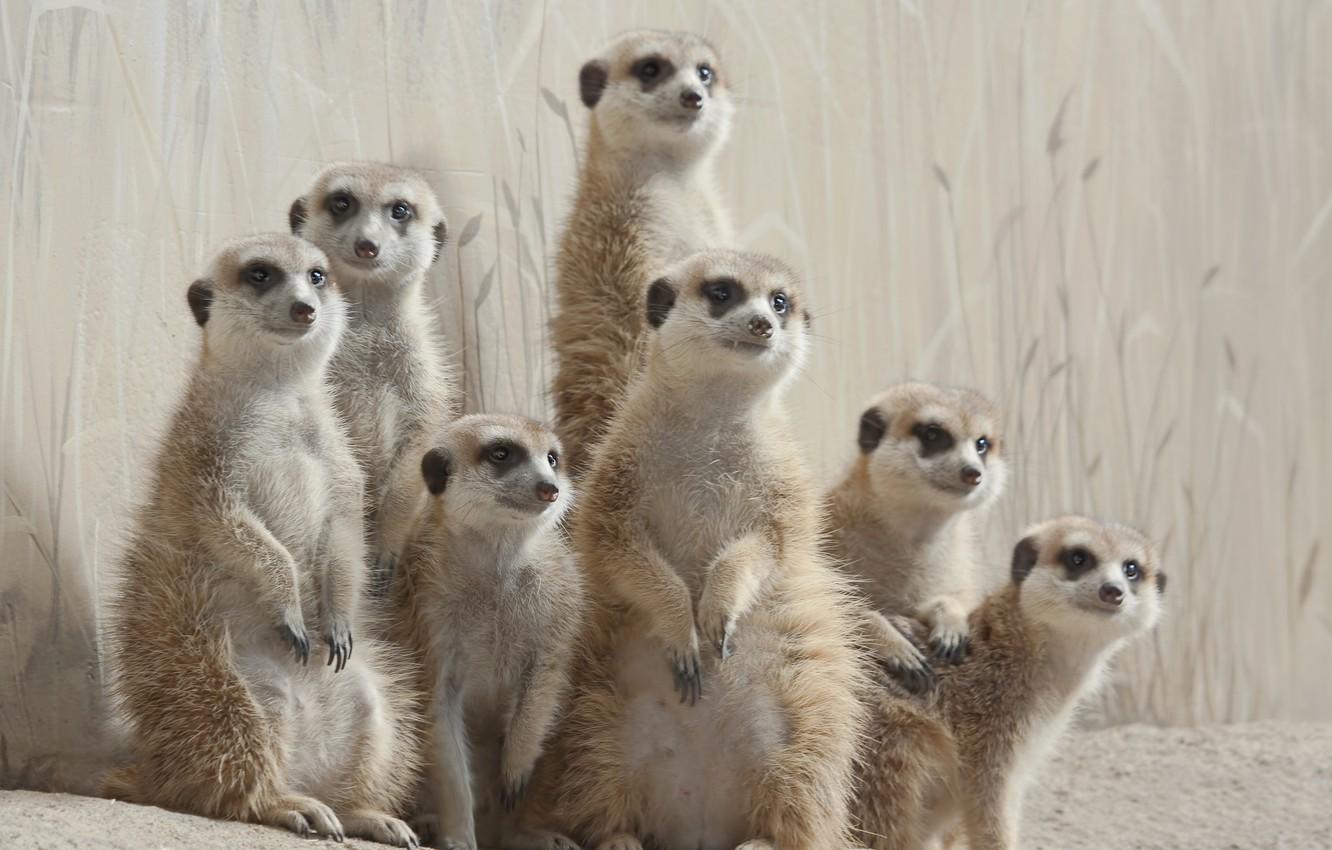 Meerkat Family Wallpapers - Top Free Meerkat Family Backgrounds ...